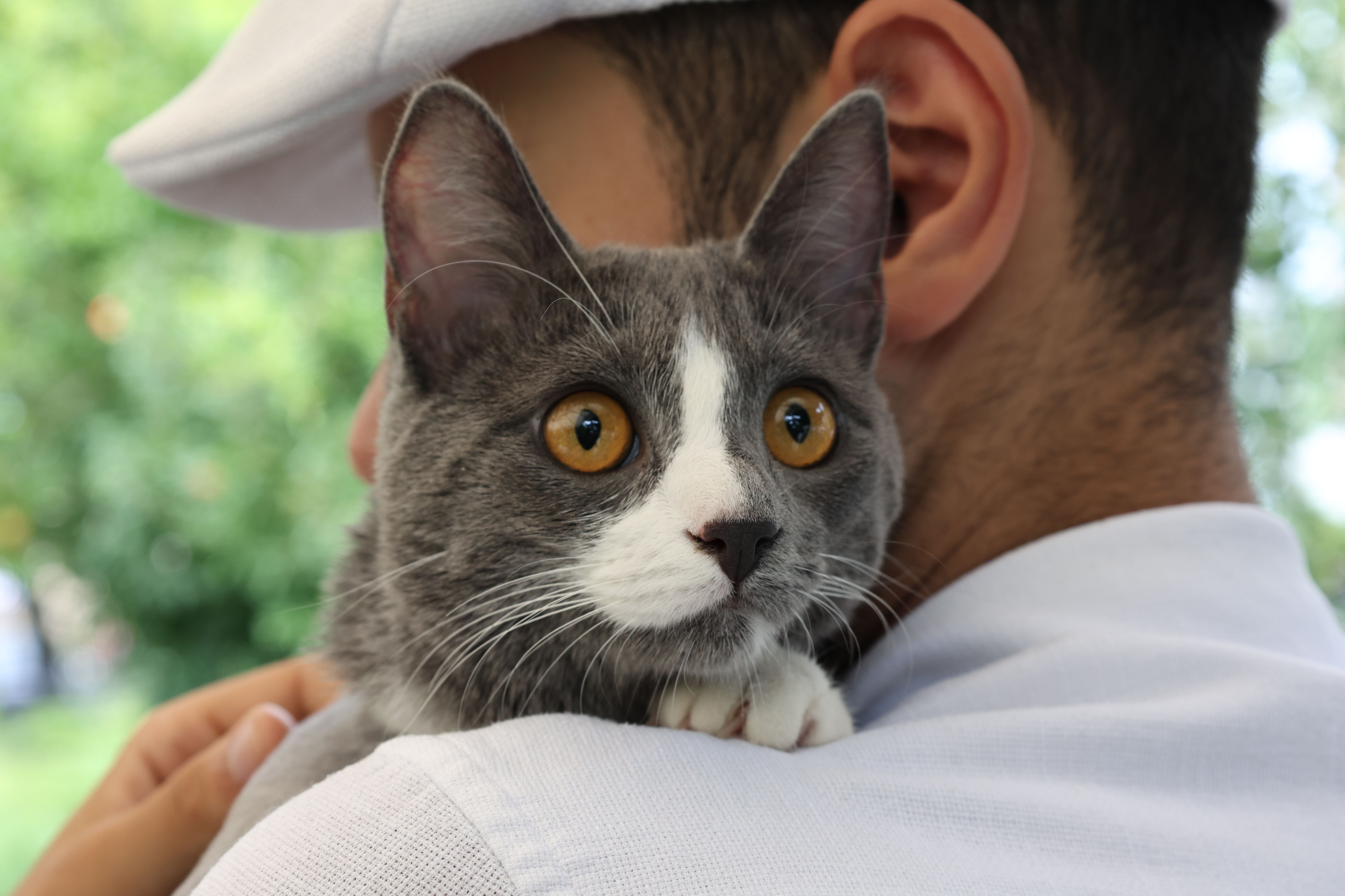 Adorável Gato Cinza Com Dono Ao Ar Livre · Foto profissional gratuita
