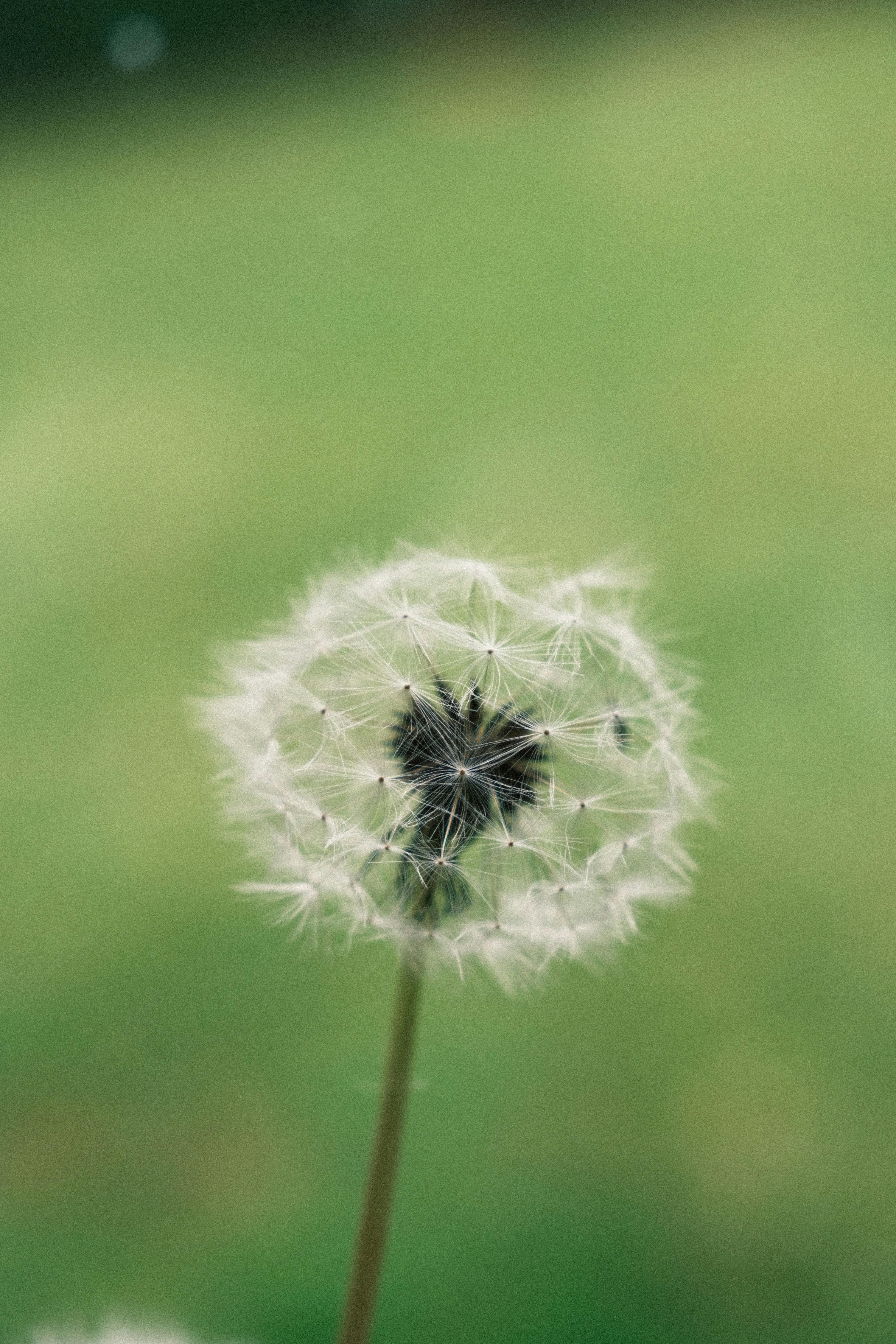 Blur Simple Photos, Download The BEST Free Blur Simple Stock Photos ...