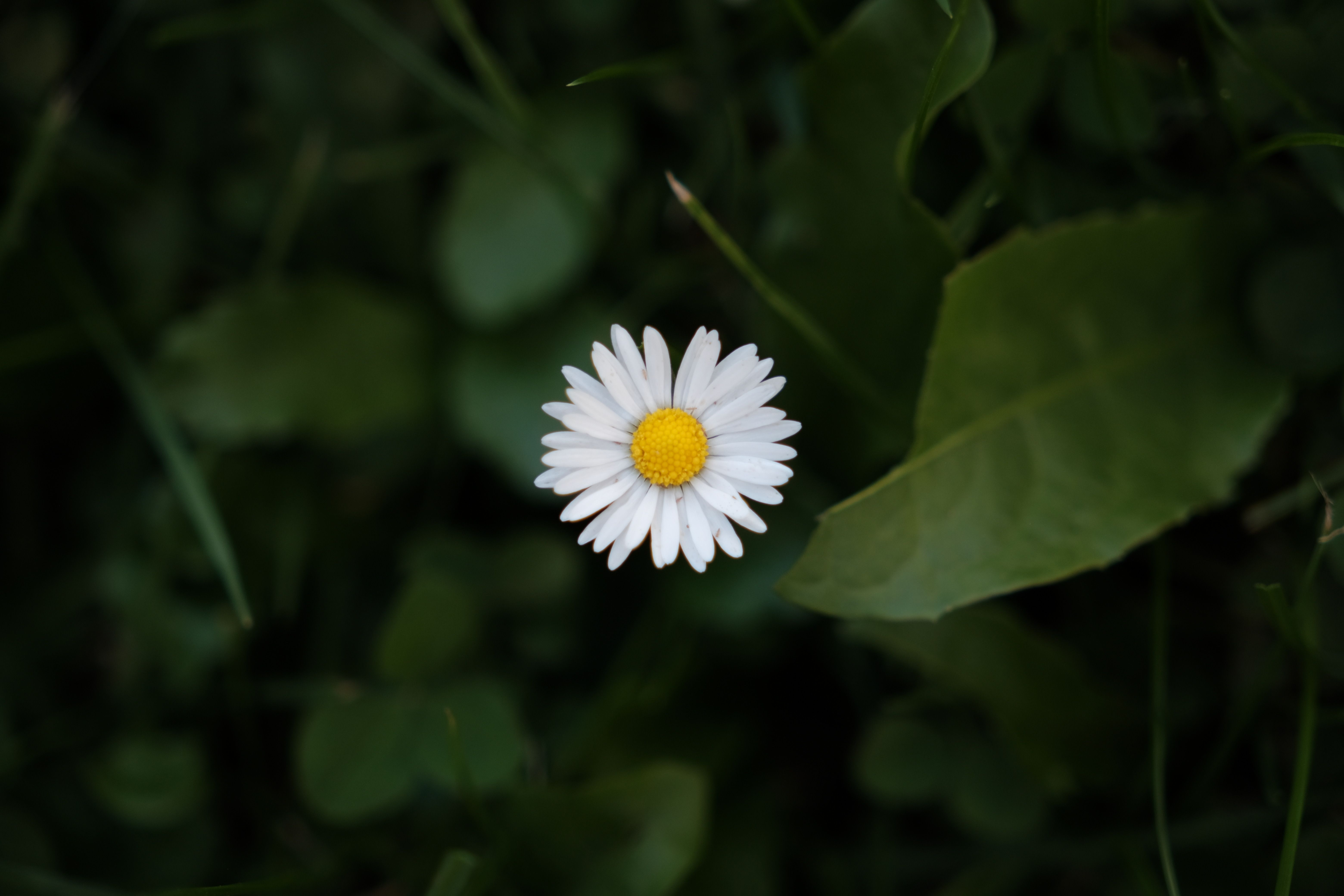 Singular Flower Photos, Download The BEST Free Singular Flower Stock ...