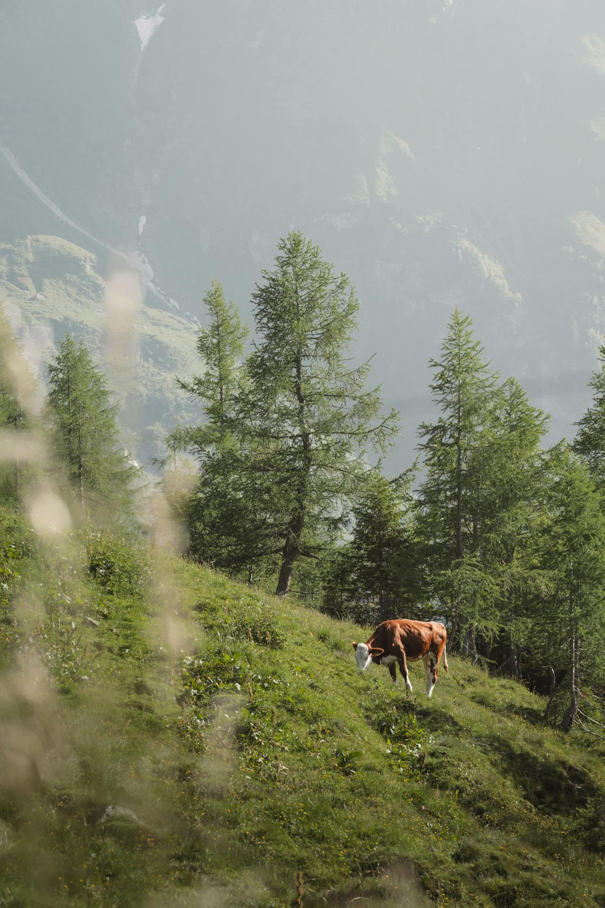 Cow Images Photos, Download The BEST Free Cow Images Stock Photos & HD ...