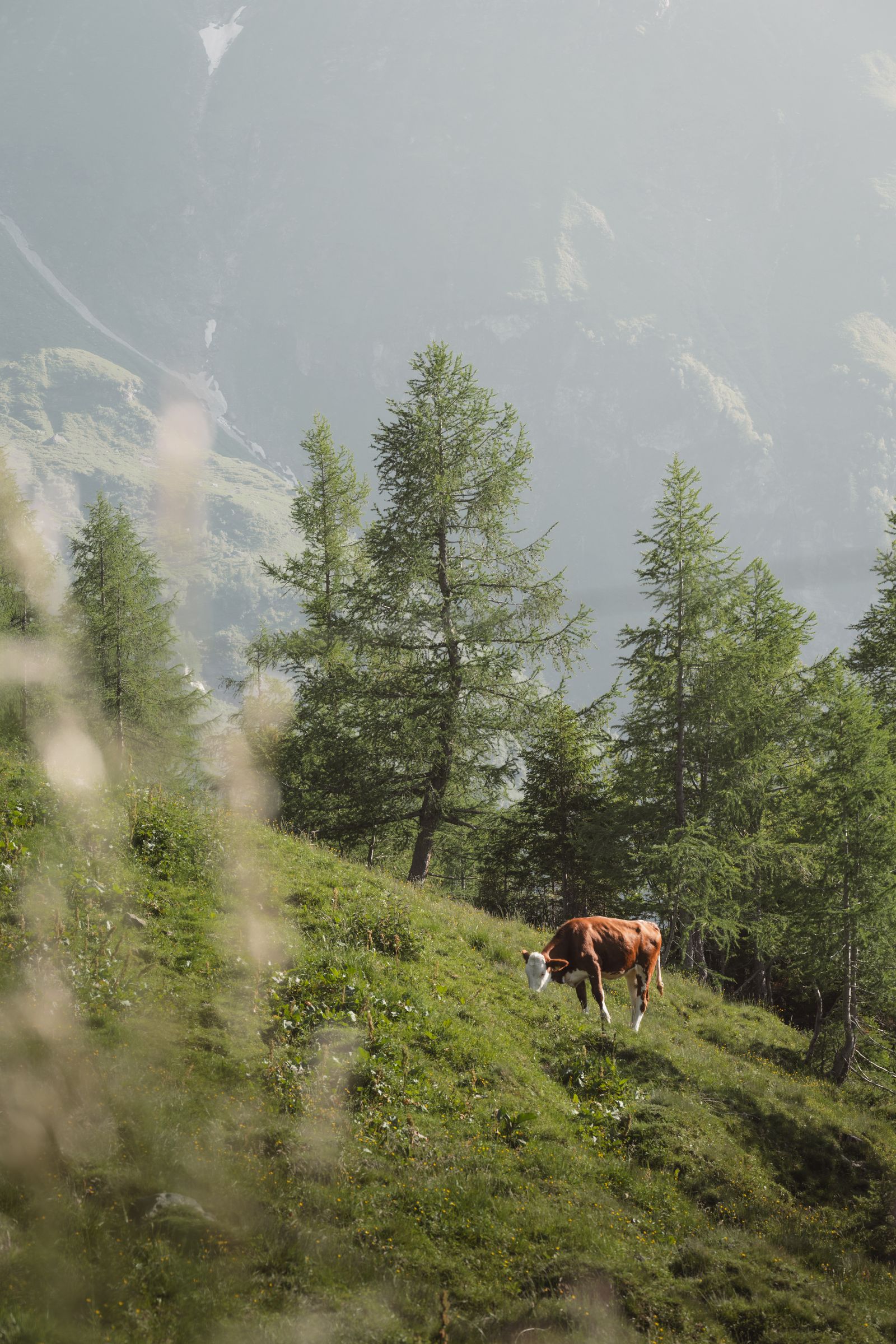 Highland Cow Screensaver Photos, Download The BEST Free Highland Cow ...