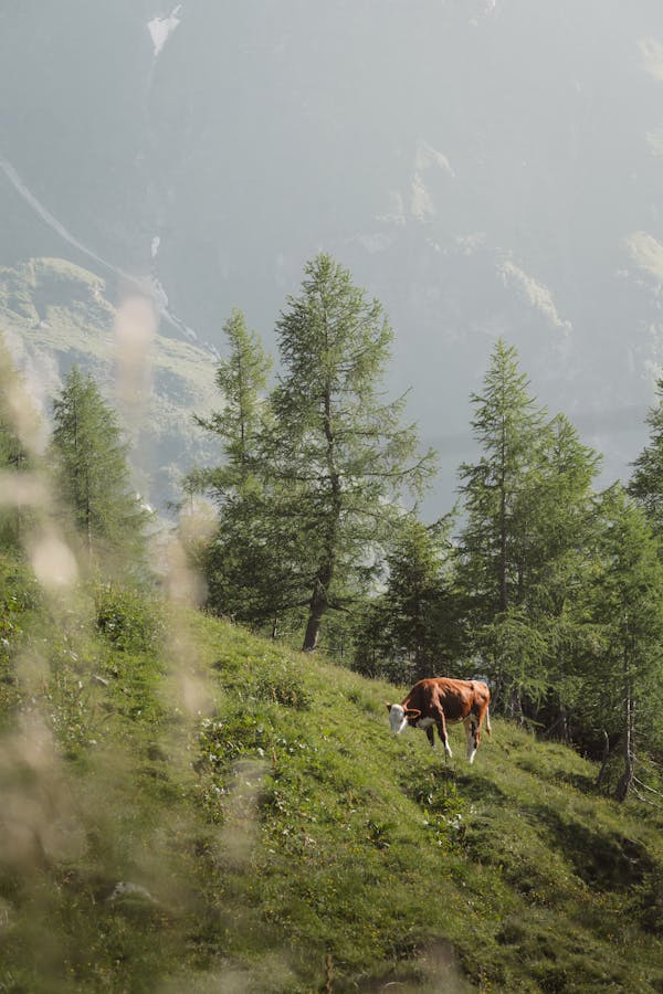 Cow Images Photos, Download The BEST Free Cow Images Stock Photos & HD ...