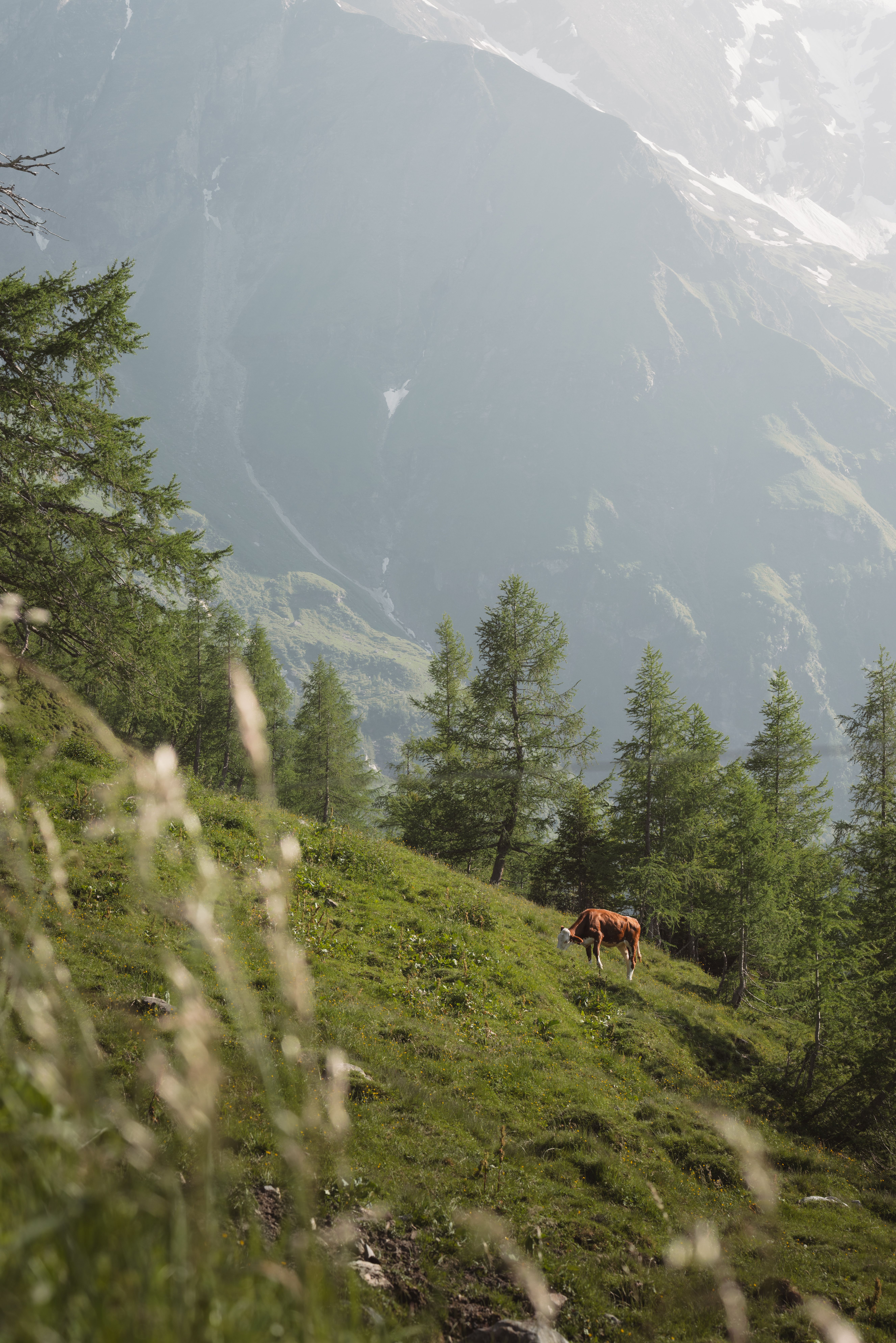 Cow Desktop Wallpaper Photos, Download The BEST Free Cow Desktop ...