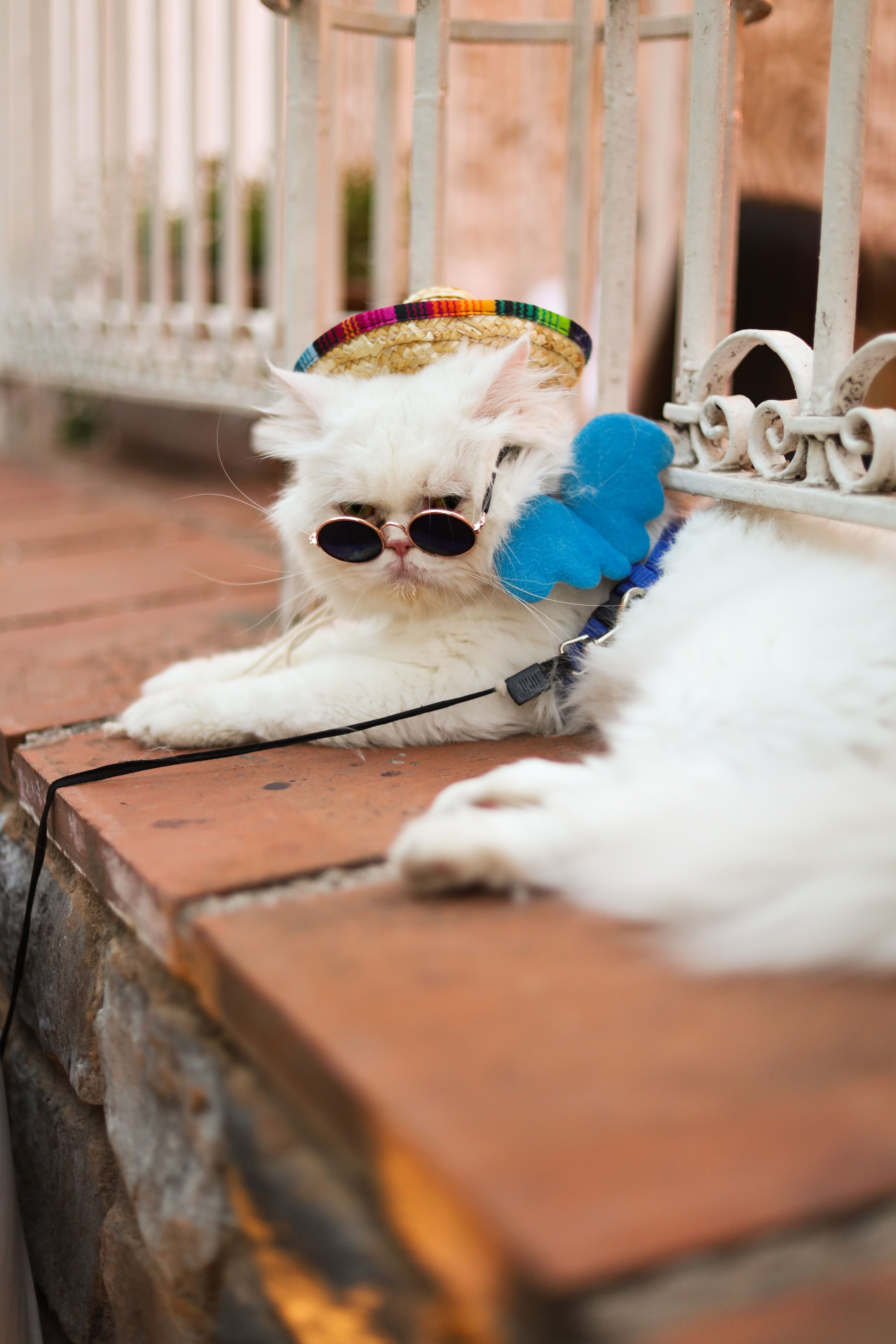 Cool Cat Photos, Download The BEST Free Cool Cat Stock Photos & HD Images