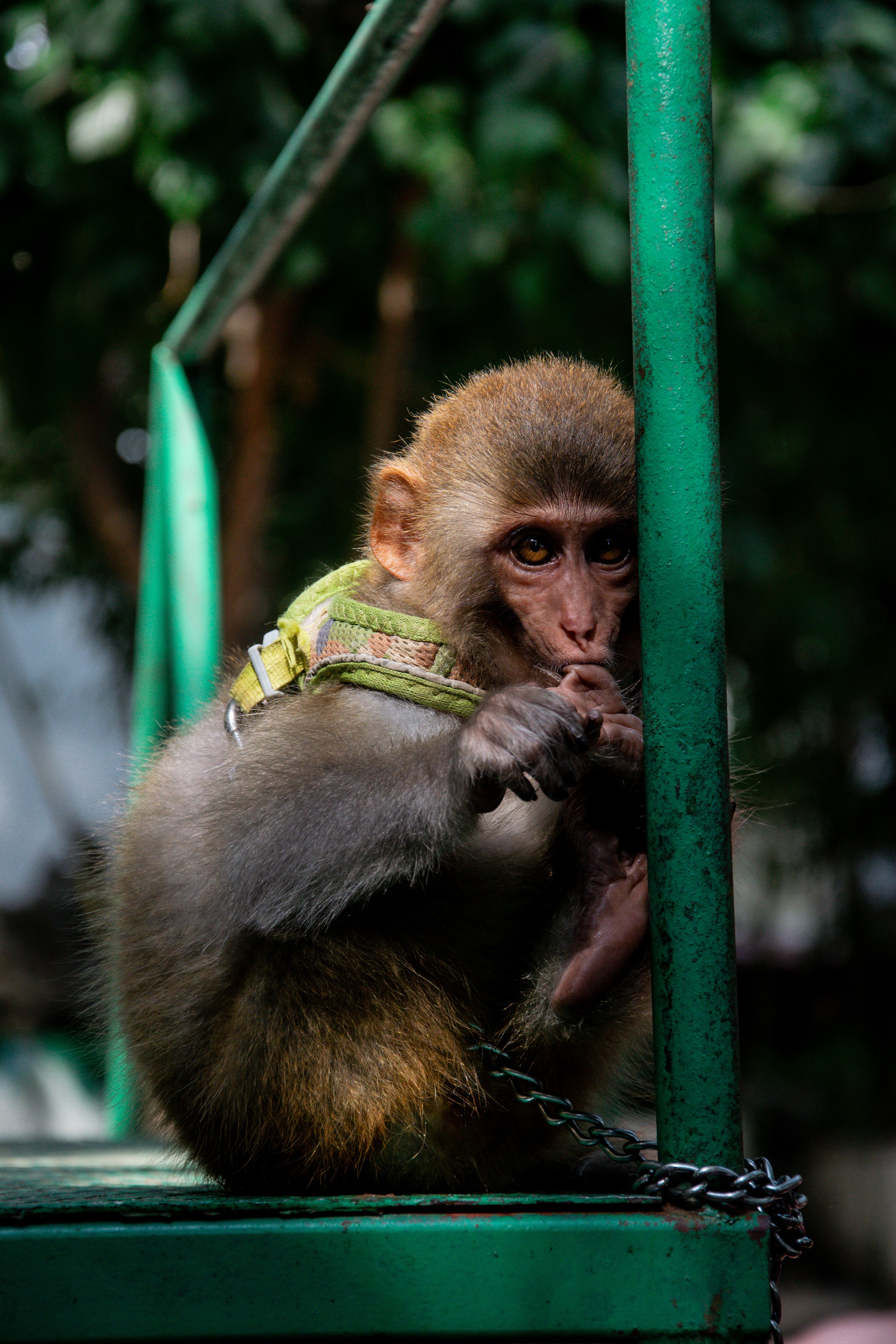 Young Monkey Sitting Pensively on a Green Structure · Free Stock Photo