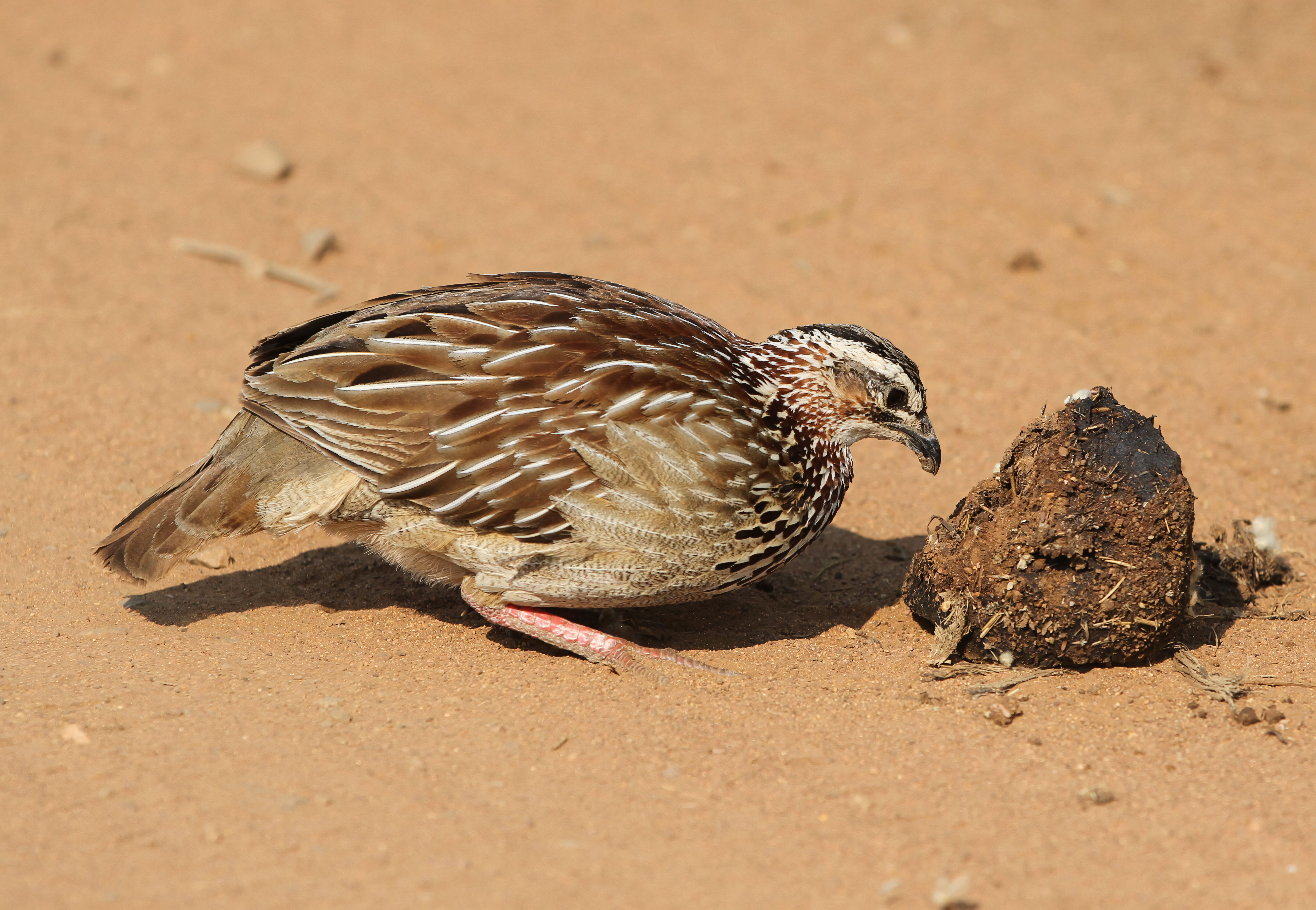 Crested Francolin in Natural Habitat on Sand · Free Stock Photo