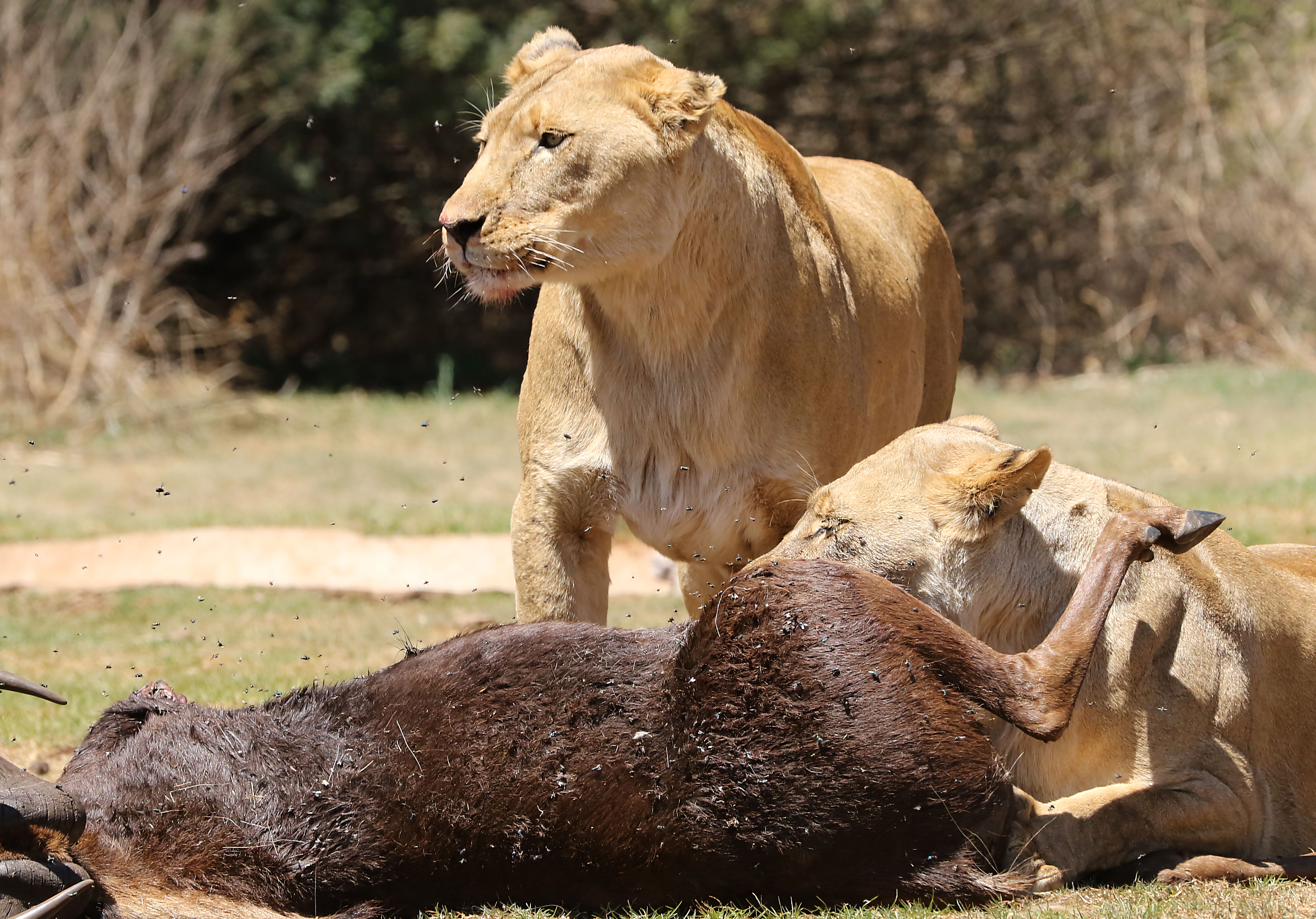 Lions Feeding on Prey in Savanna Setting · Free Stock Photo
