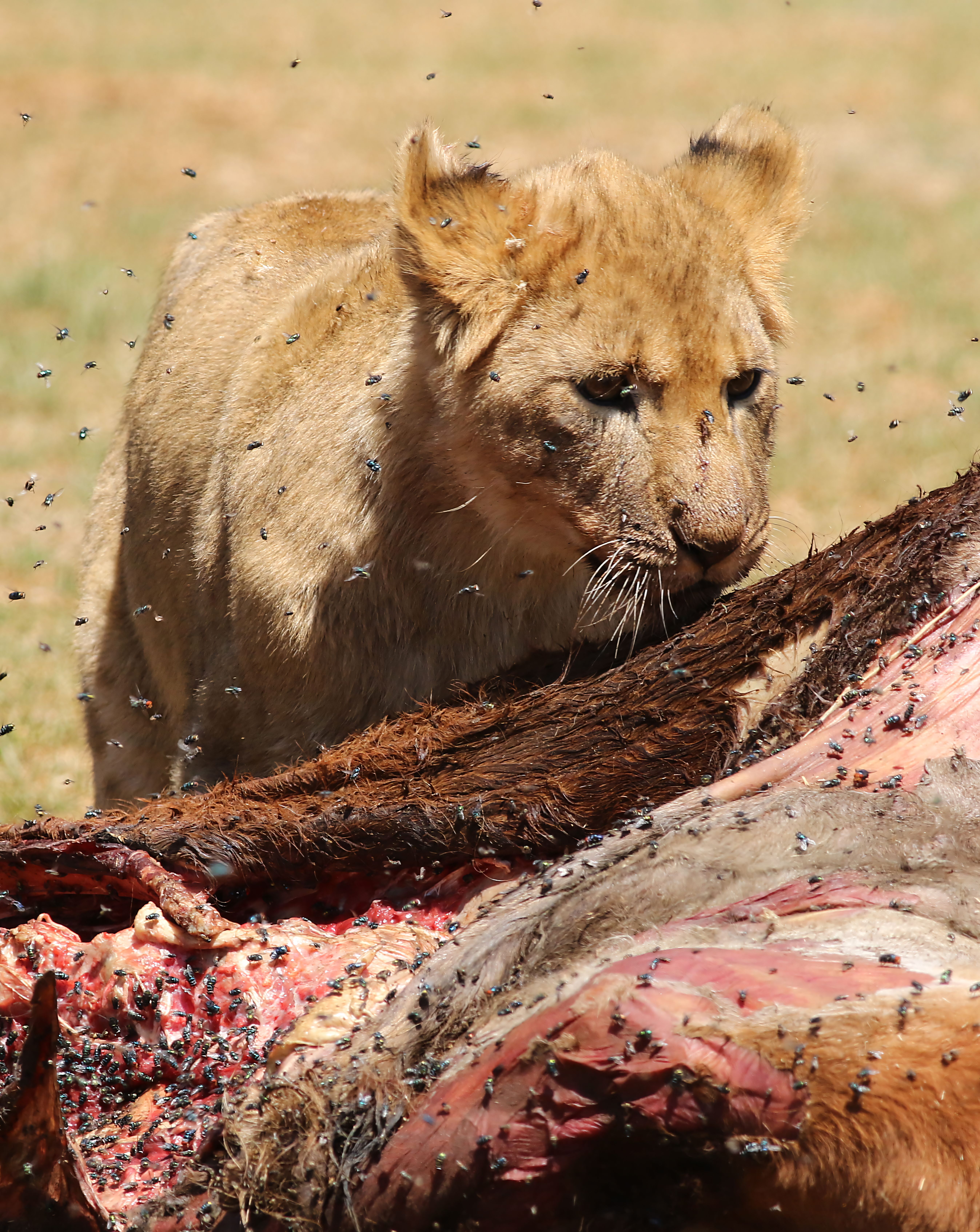 Young Lion Feeding on Prey in African Savanna · Free Stock Photo
