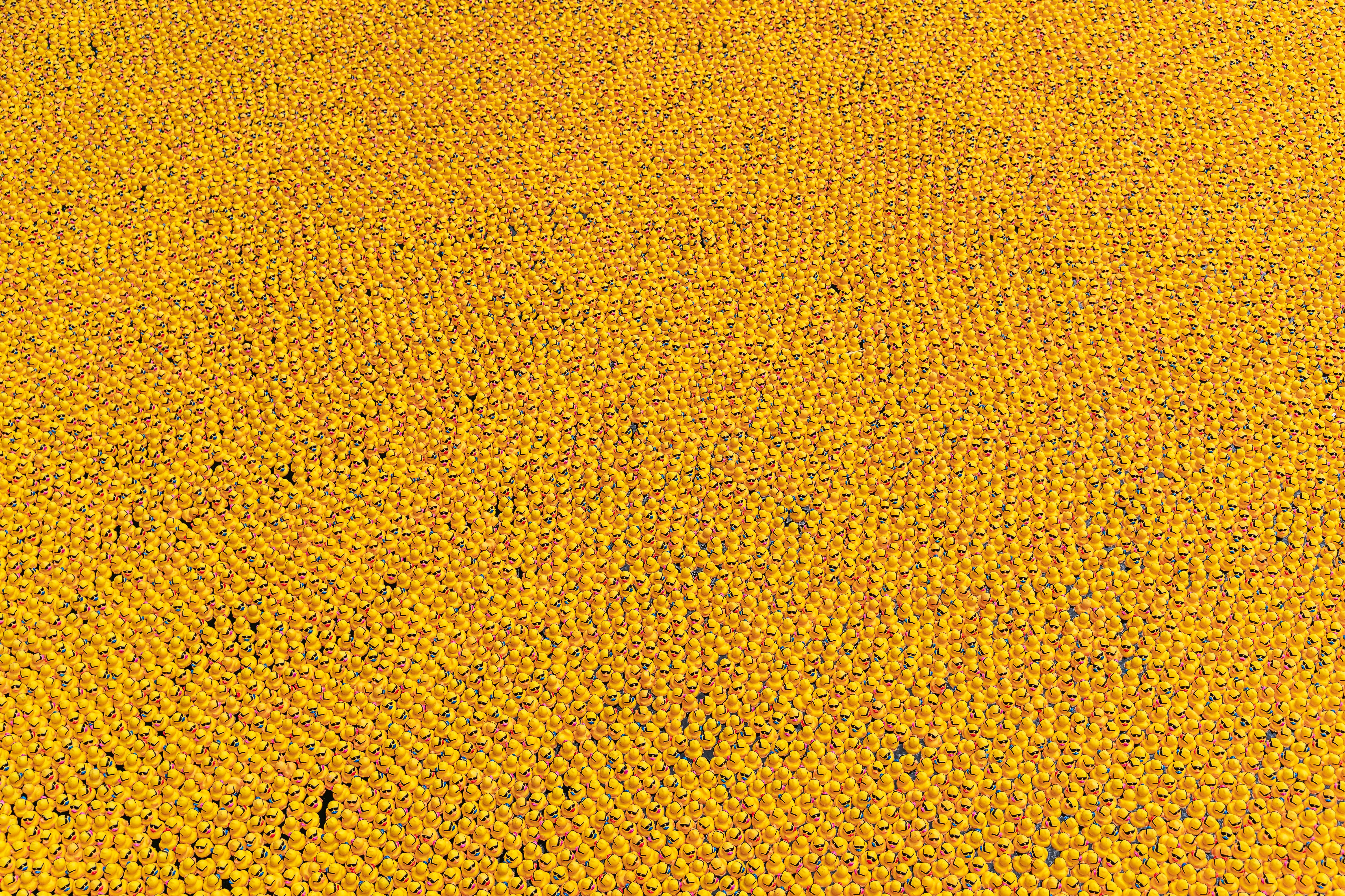 Vibrant Array of Yellow Rubber Ducks in Chicago River · Free Stock Photo