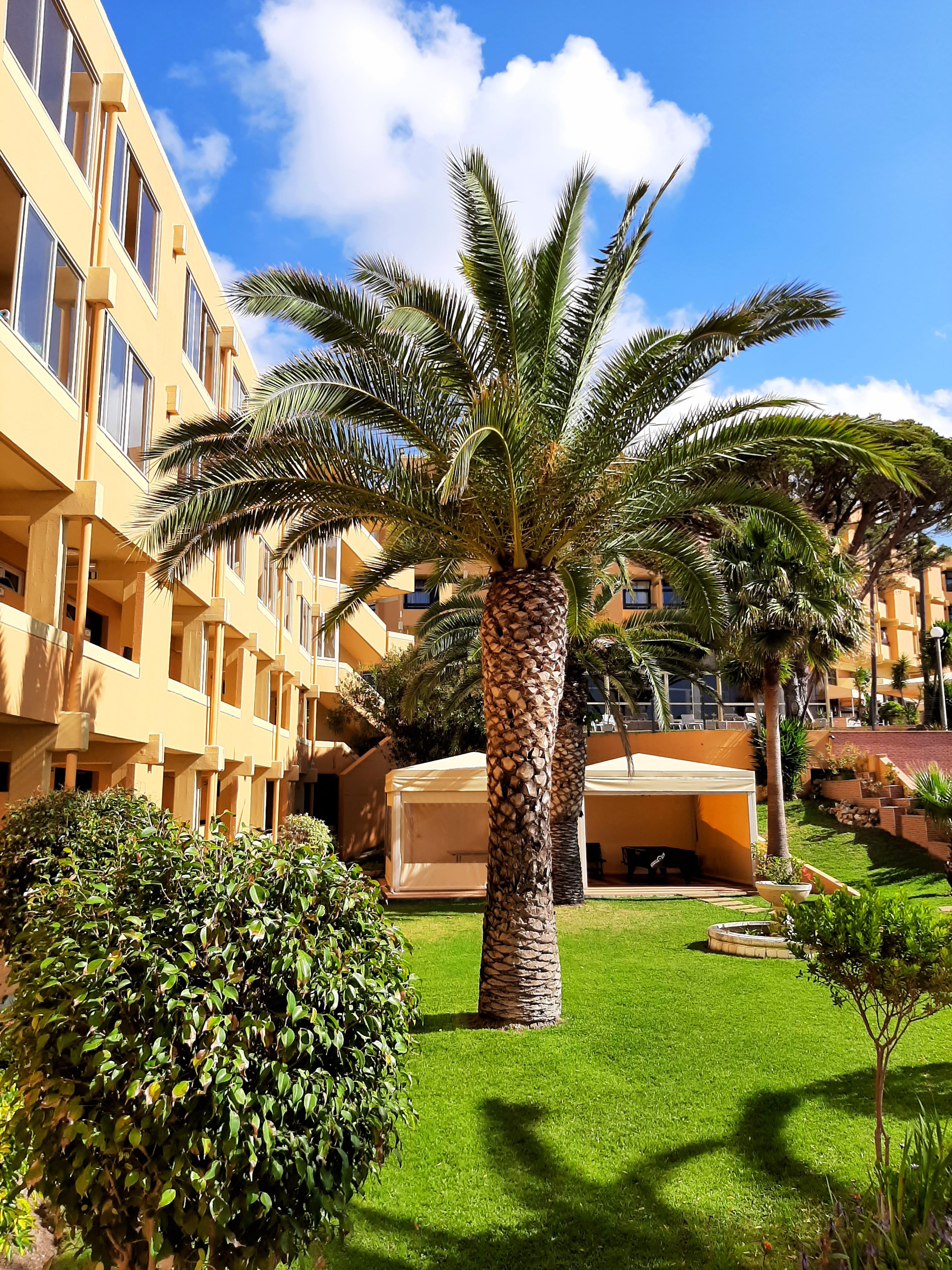 Tropical Courtyard with Palm Tree and Sunny Skies · Free Stock Photo