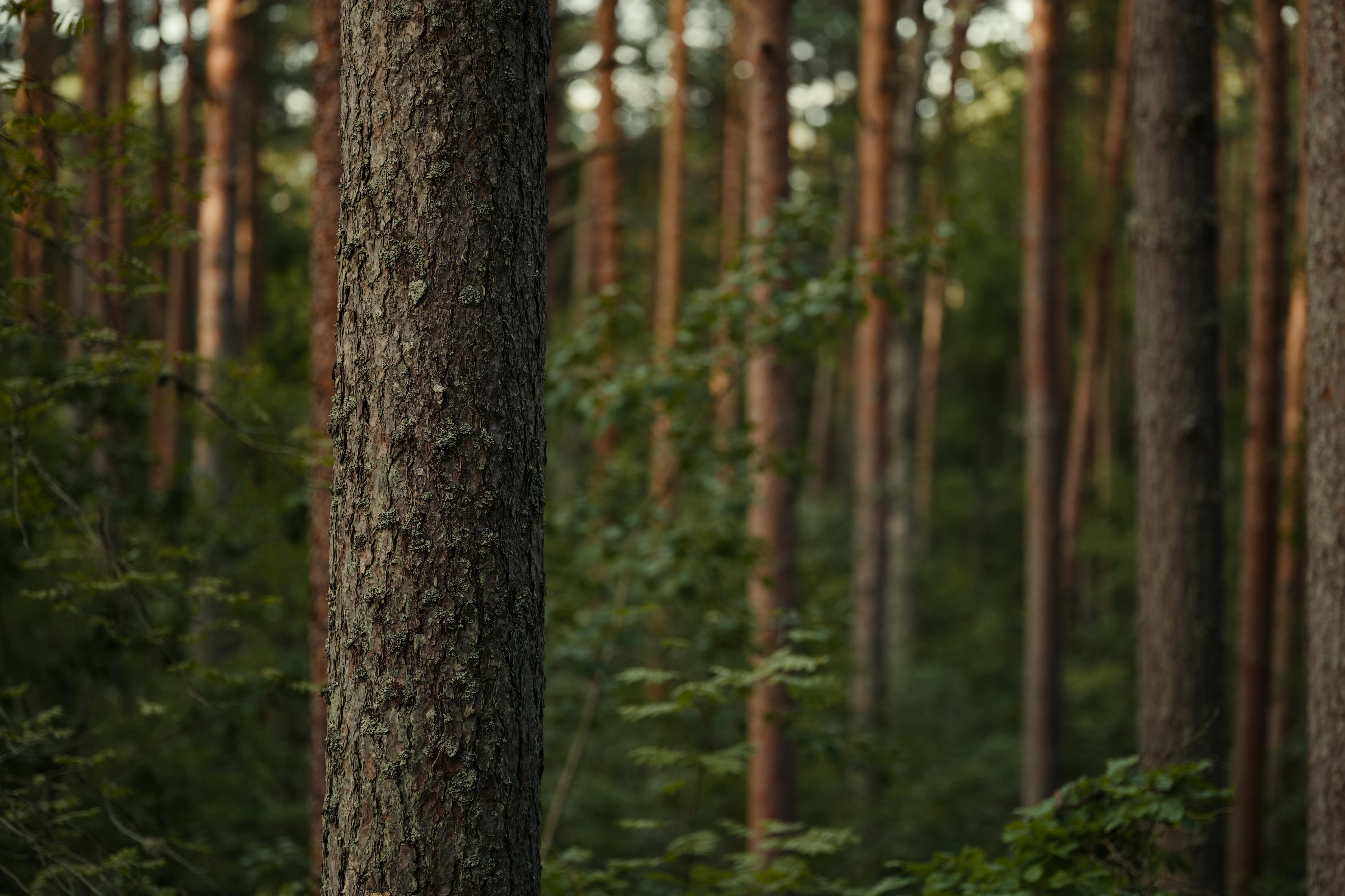 Serene Tall Tree Forest Wilderness Scenery · Free Stock Photo