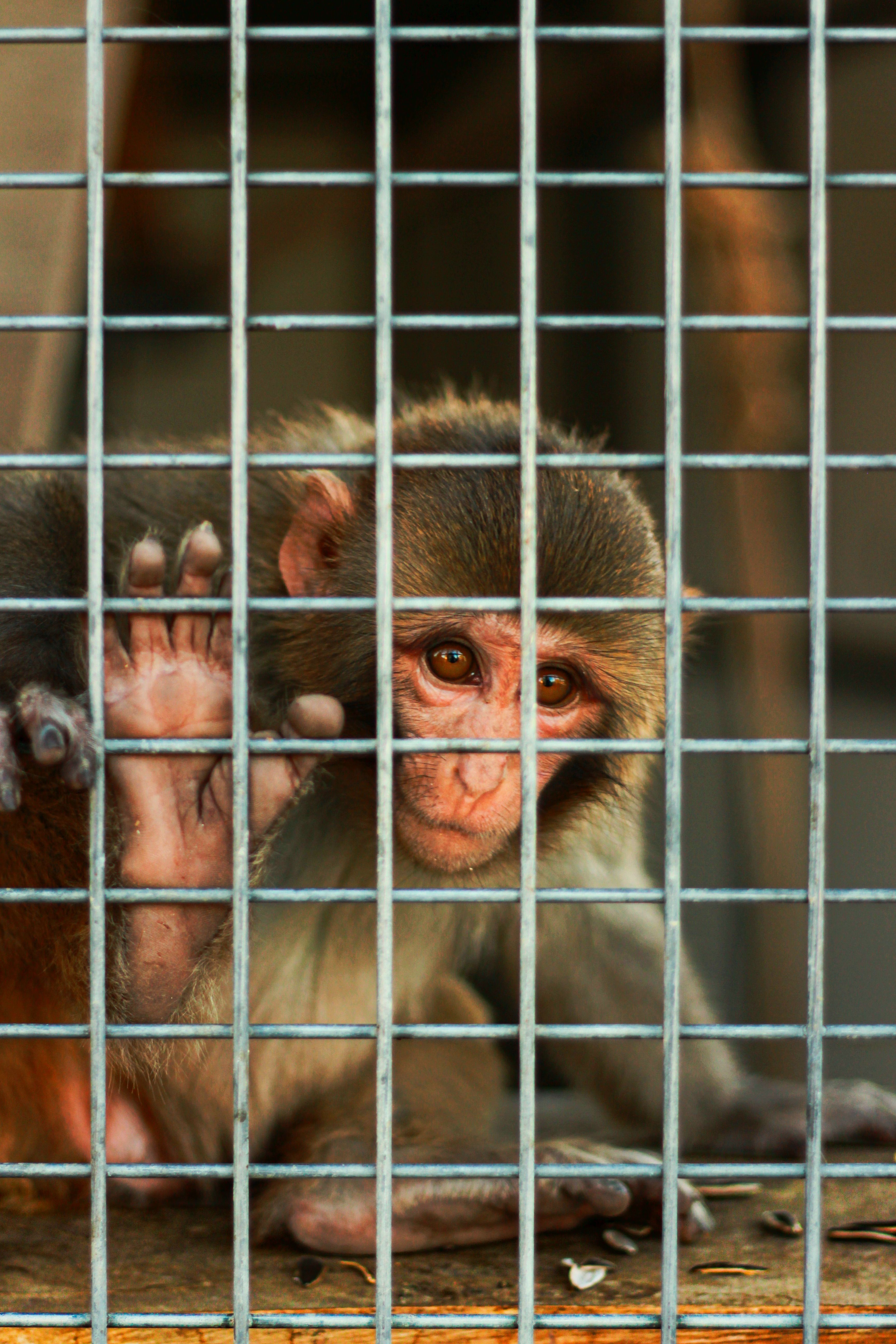 Kids Watching a Monkey Through the Net · Free Stock Photo