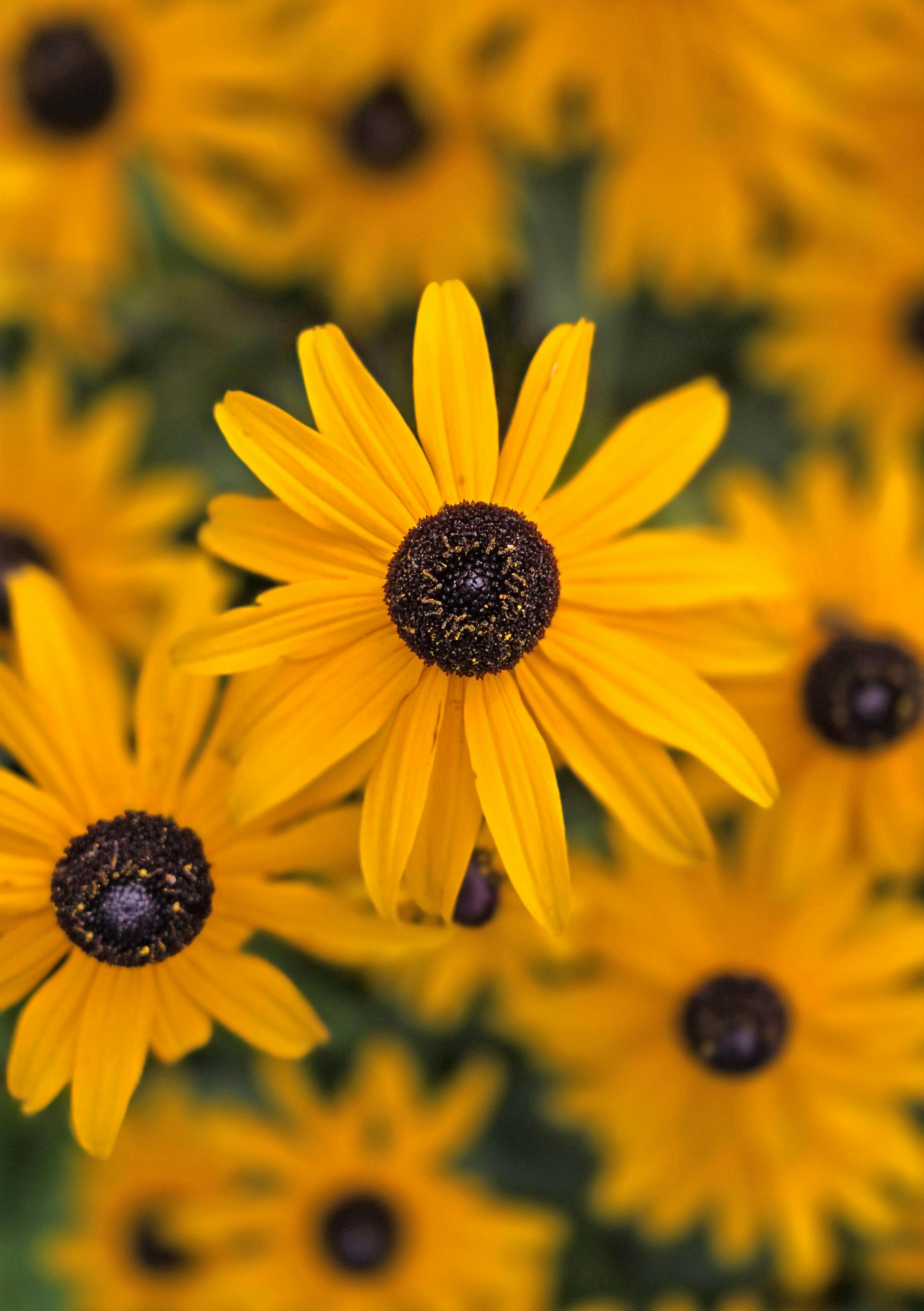 Cheery Background Photos, Download The BEST Free Cheery Background ...