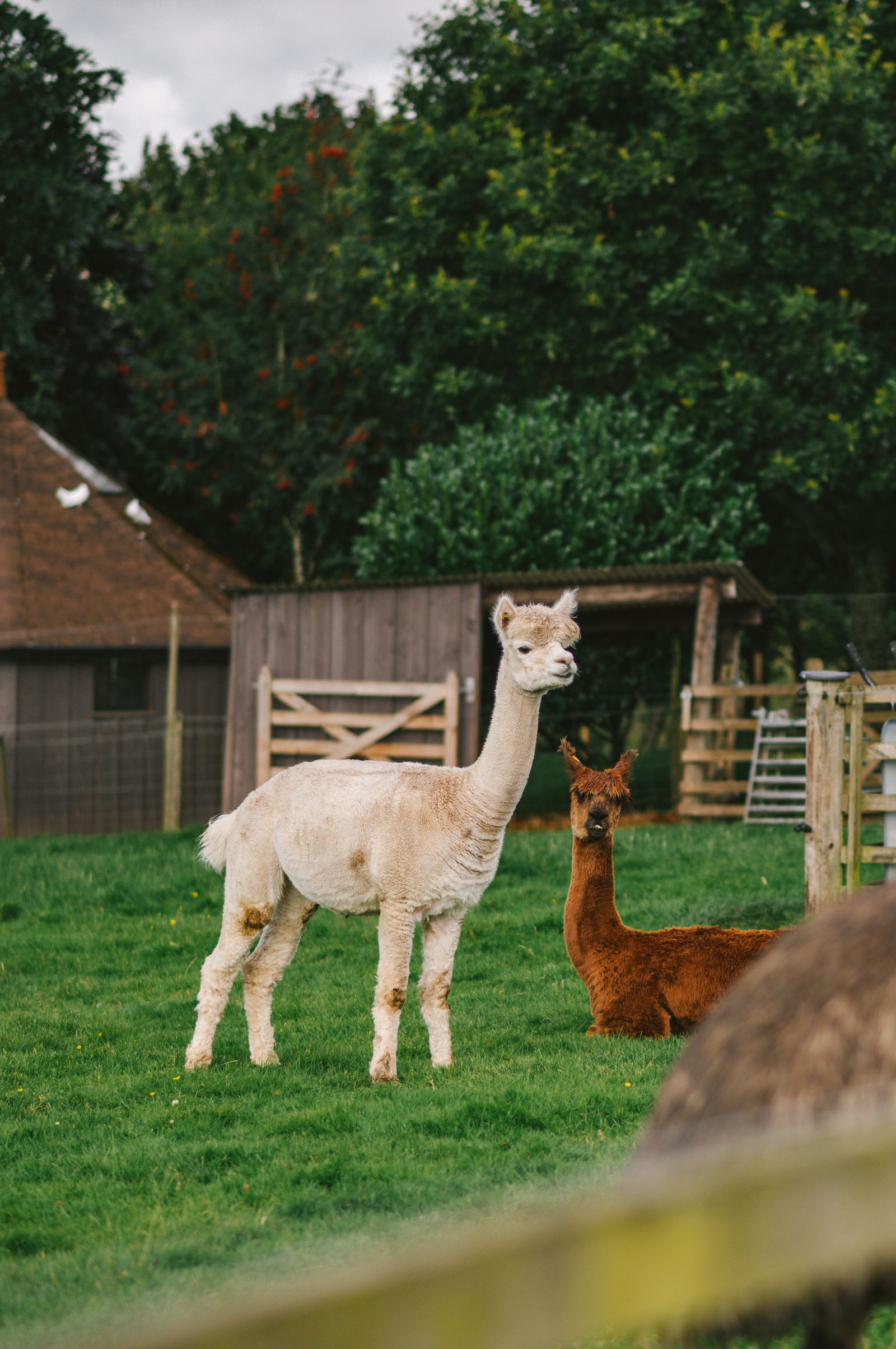 Alpacas Photos, Download The BEST Free Alpacas Stock Photos & HD Images