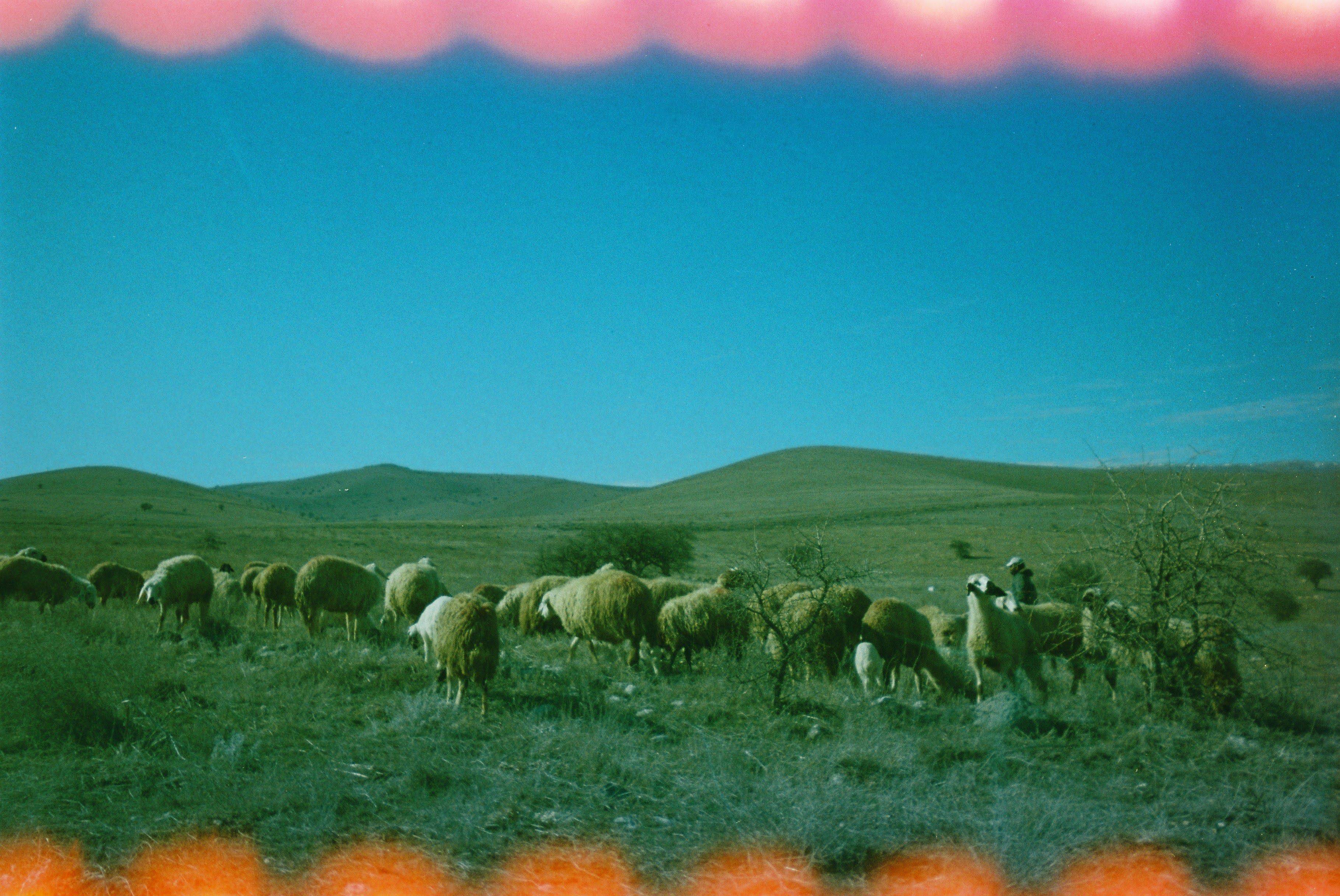 Pastoral Scene with Sheep in Akçadağ, Türkiye · Free Stock Photo