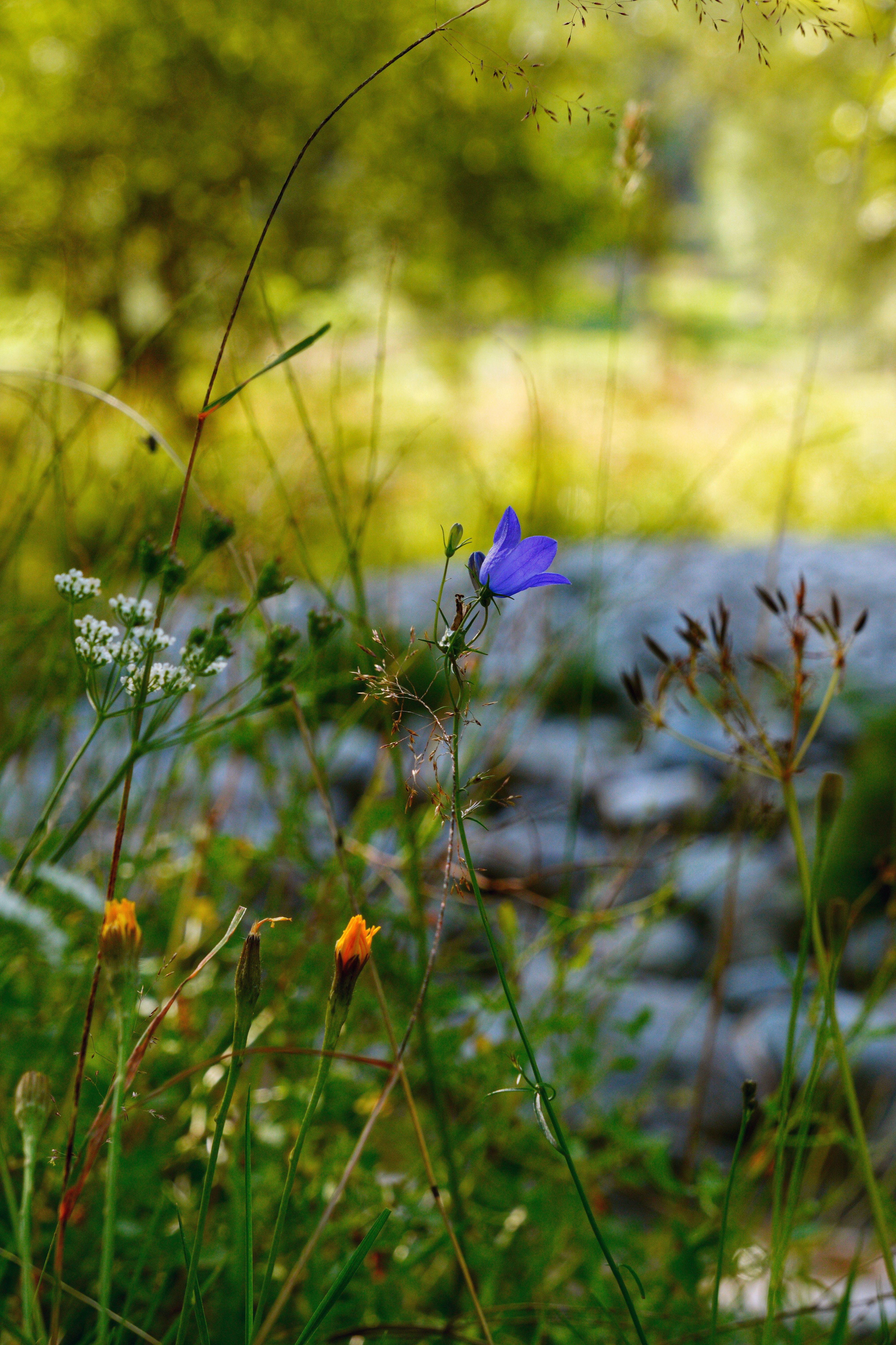 Wildflower Amidst Greenery in Summer Meadow · Free Stock Photo