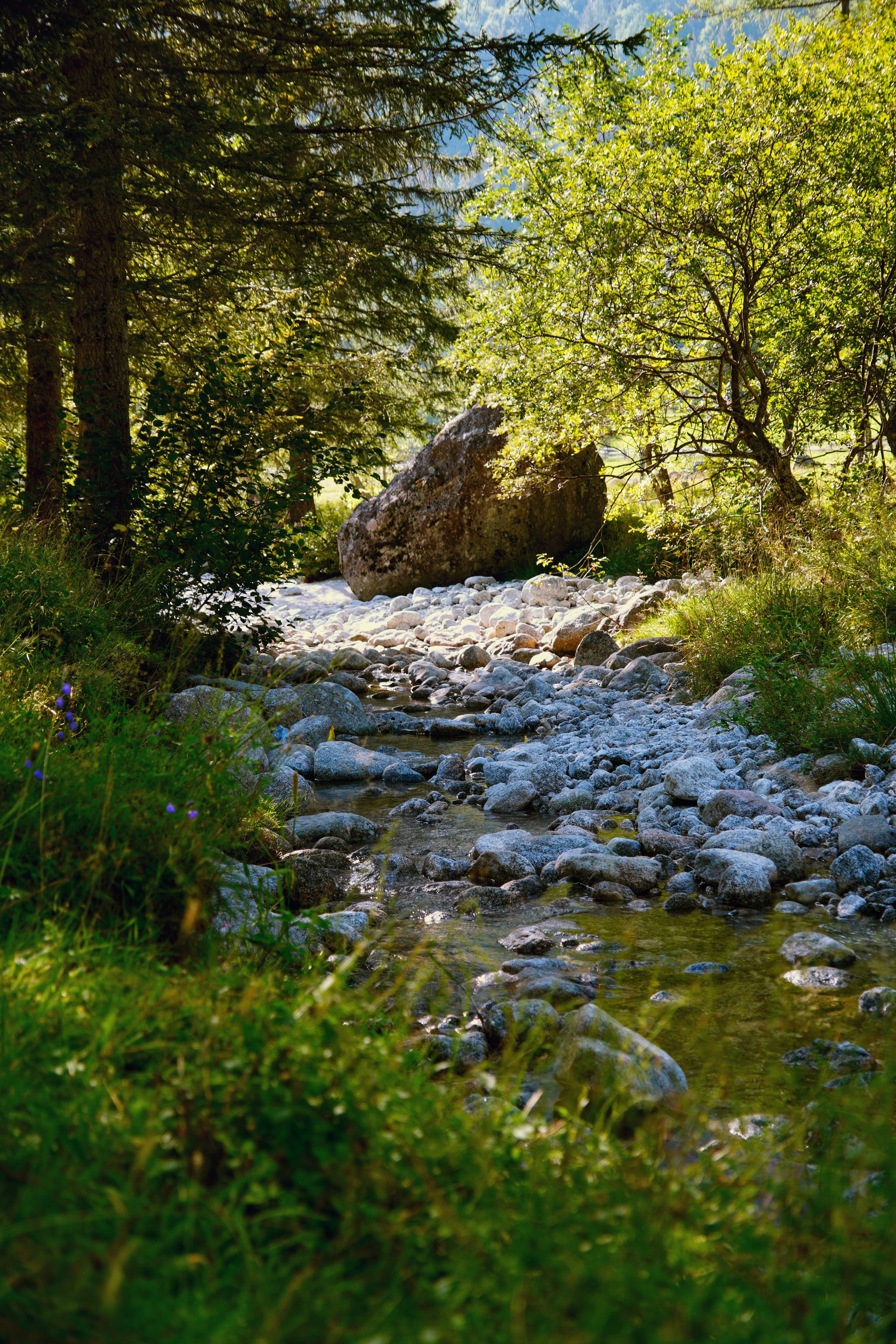 Tranquil Forest Stream in Sunlit Nature Scene · Free Stock Photo