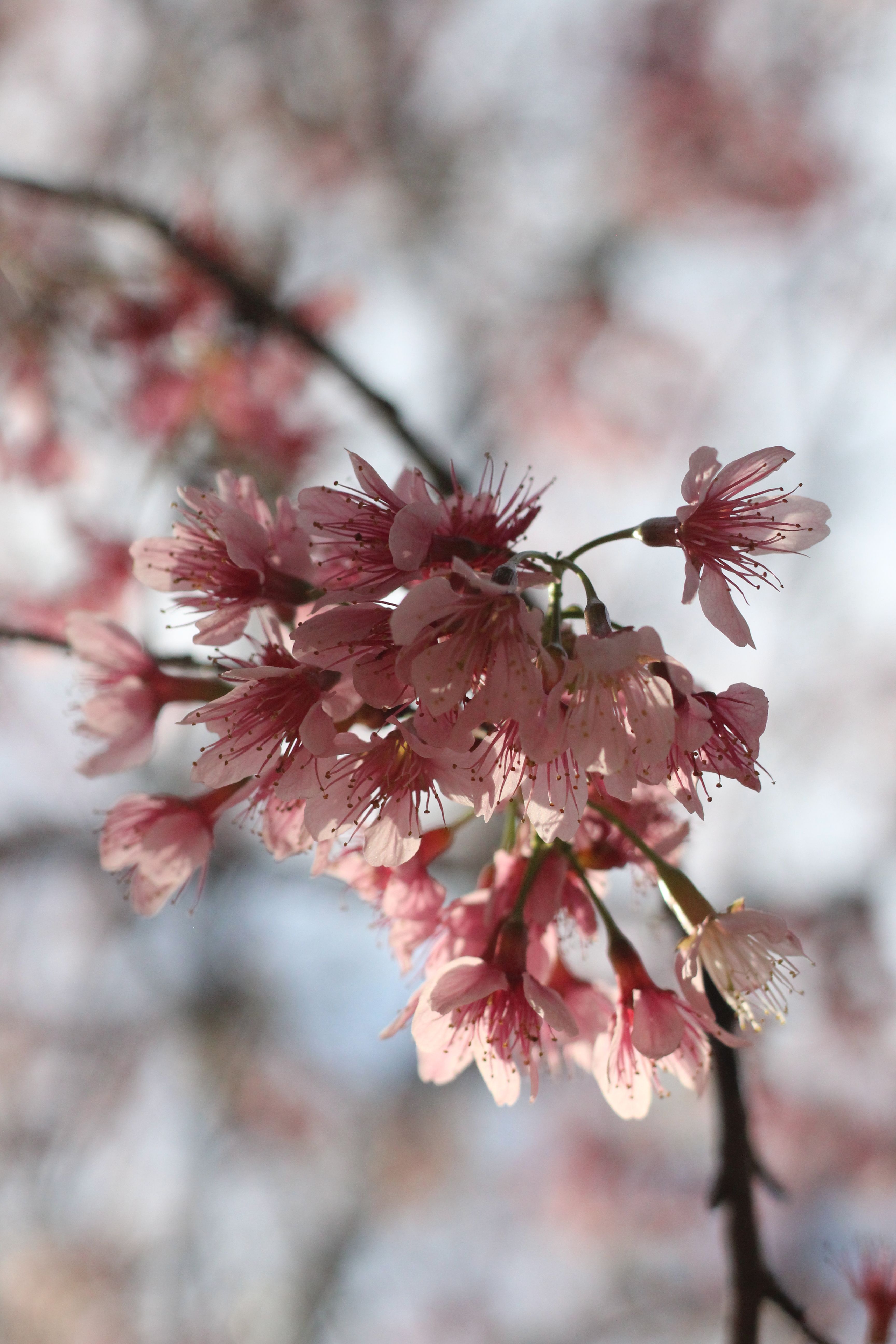 9.000+ Foto Bunga Sakura Terbaik · Unduh Gratis 100% · Foto Stok Pexels