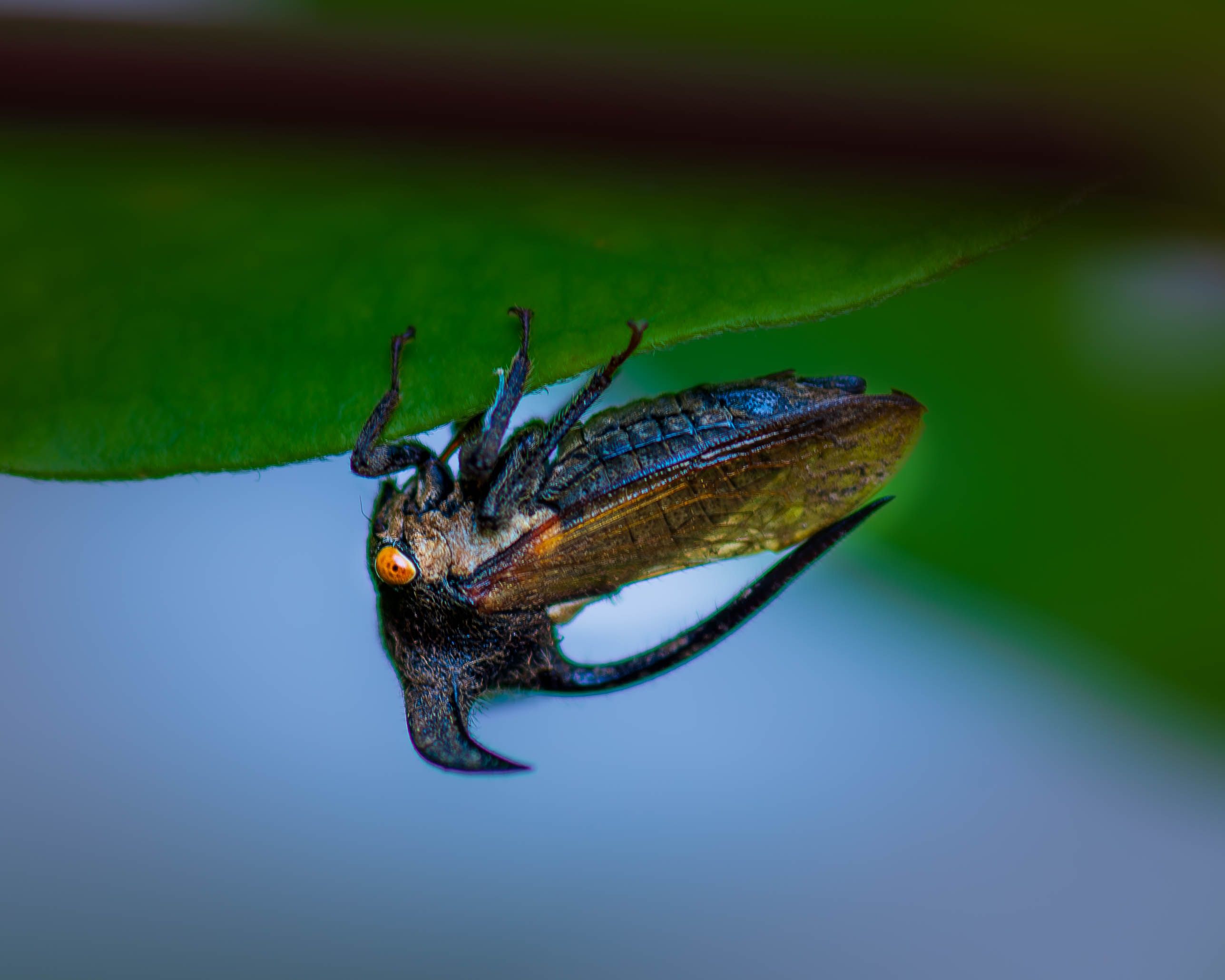 Close-up of Treehopper on a Leaf · Free Stock Photo