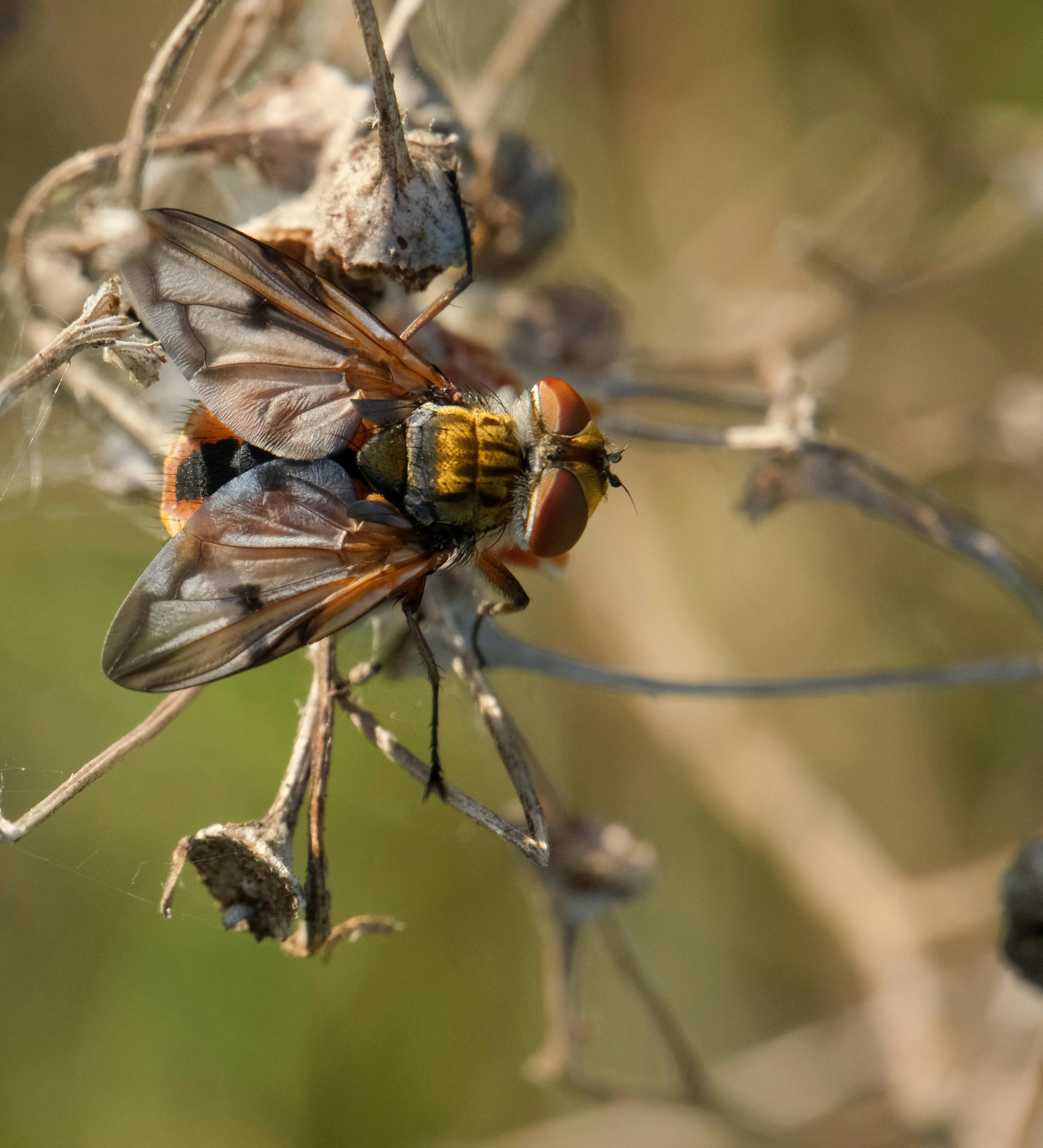 Fly Anatomy Photos, Download The BEST Free Fly Anatomy Stock Photos ...