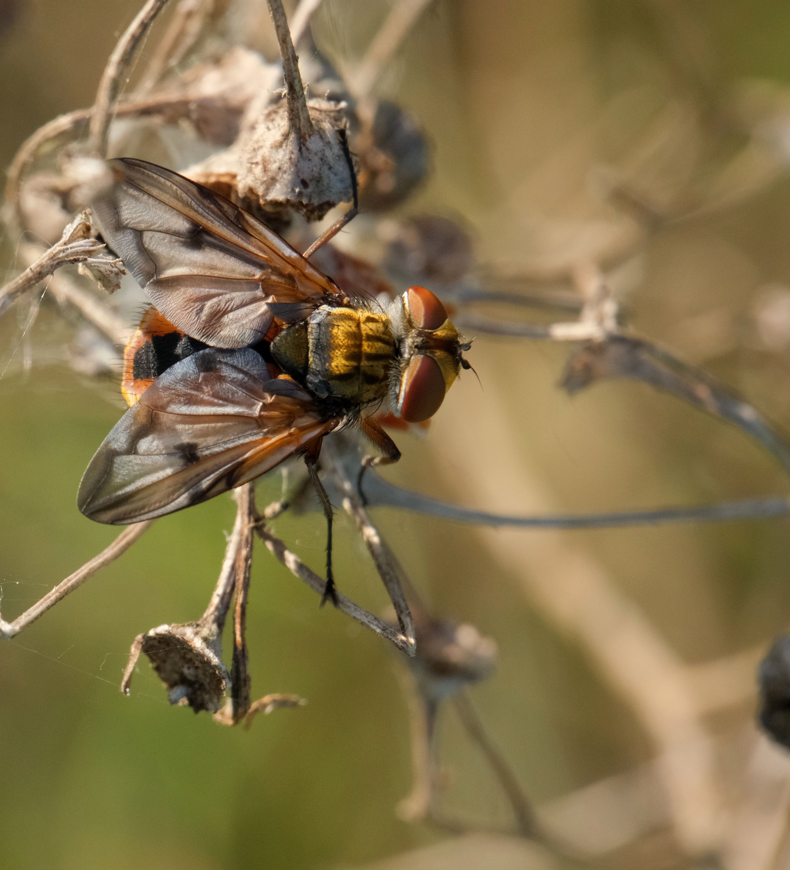 Close-up of Tachinid Fly Resting on Dried Plant · Free Stock Photo