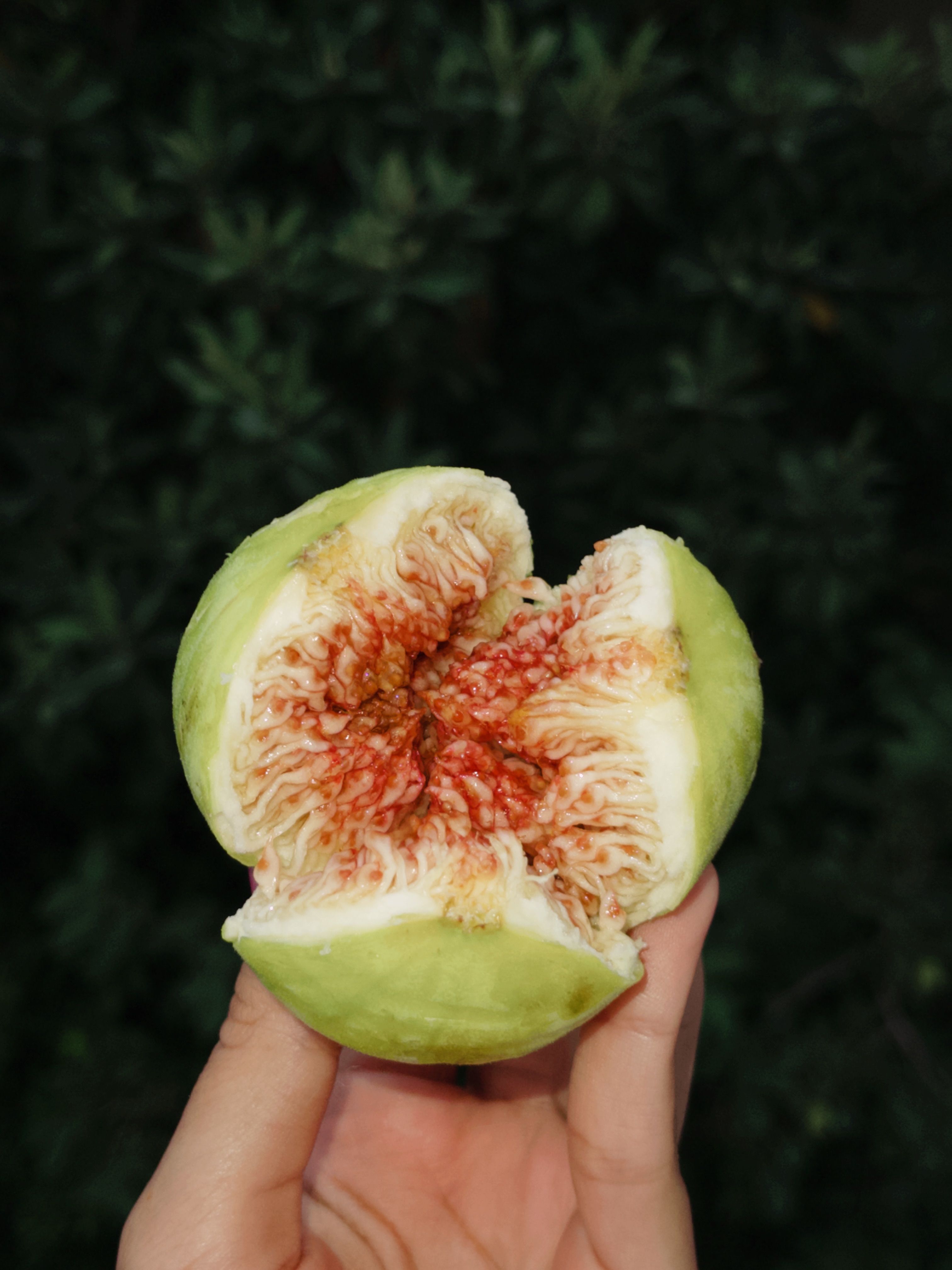 Fig Fruit Photos, Download The BEST Free Fig Fruit Stock Photos & HD Images