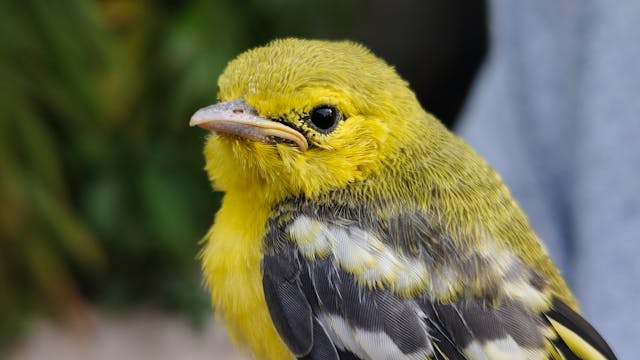 Expert Bird Identification Michigan: A Detailed Field Guide