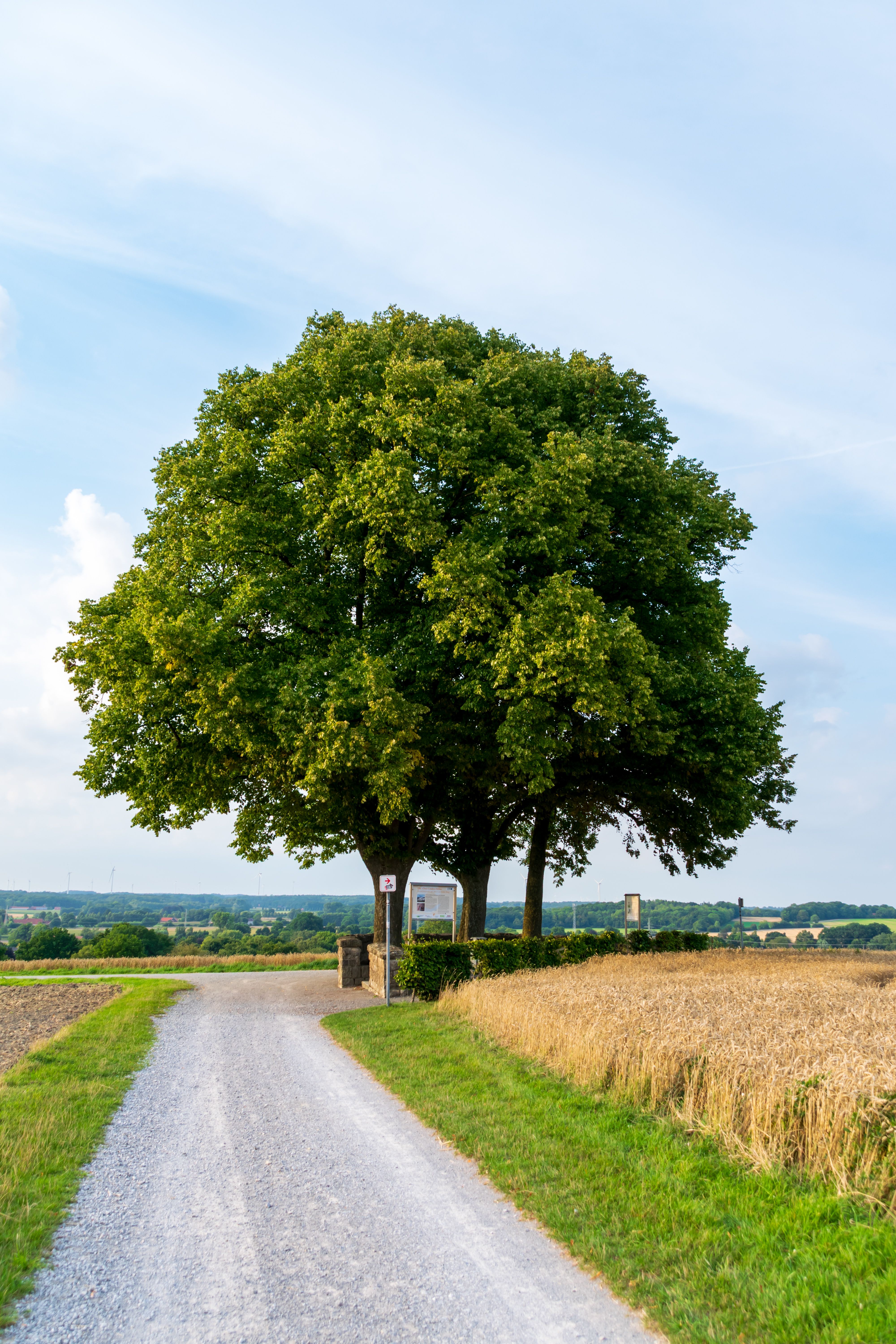 Scenic Countryside Path with Lone Tree in Summer · Free Stock Photo