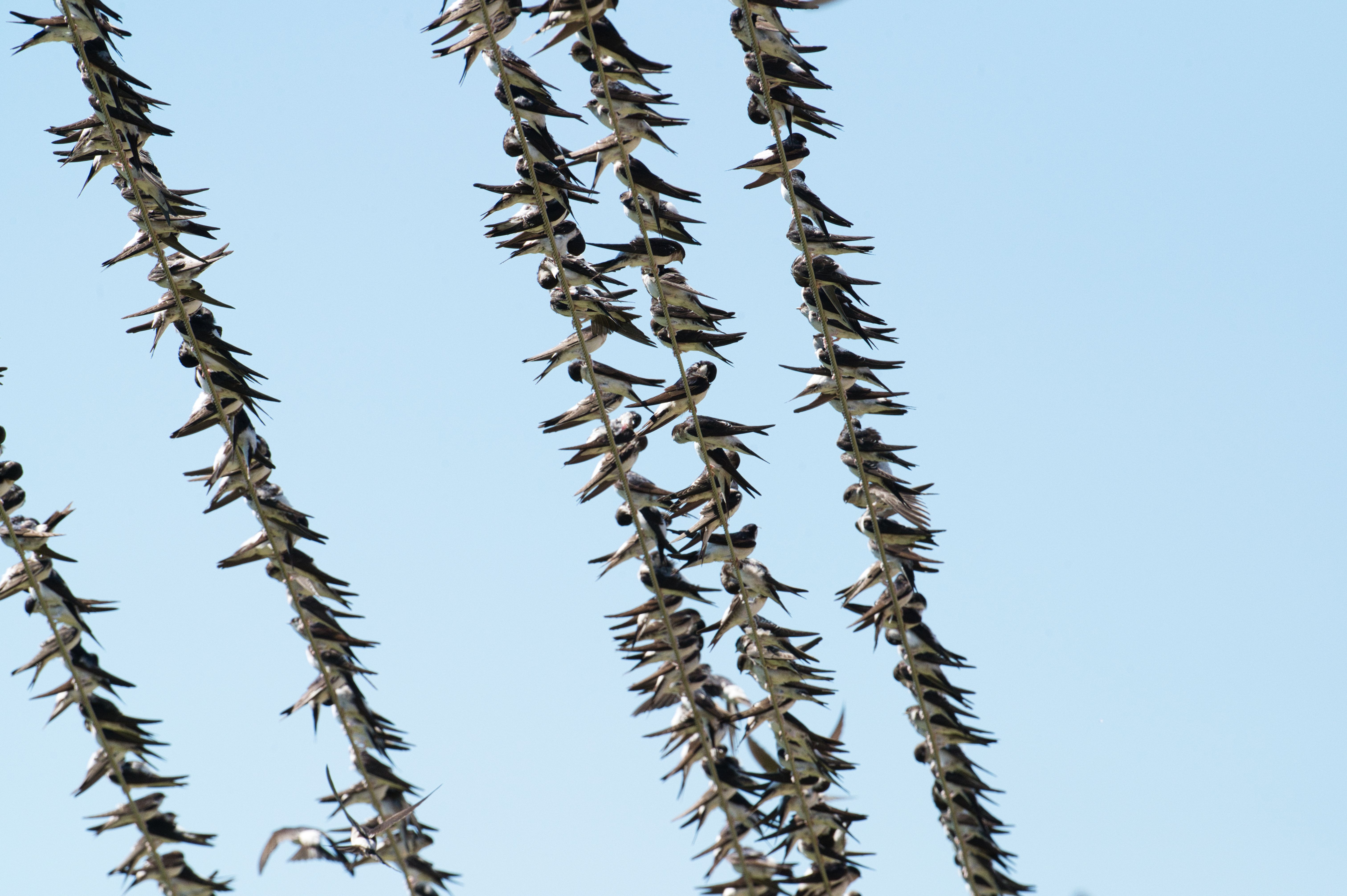 Flock of Barn Swallows Perched on Wire Against Blue Sky · Free Stock Photo