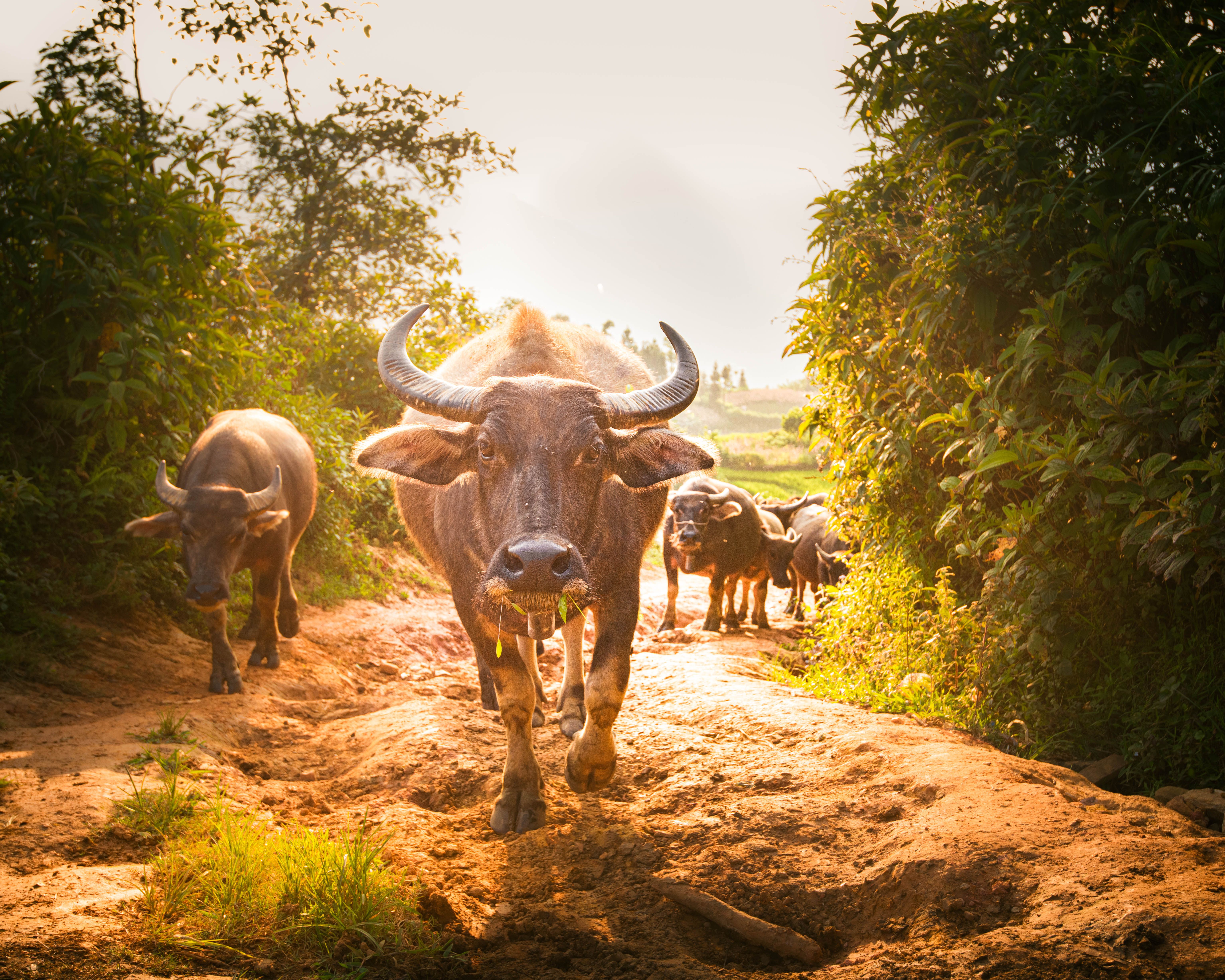 Water Buffalo Herd Walking on Rural Path · Free Stock Photo