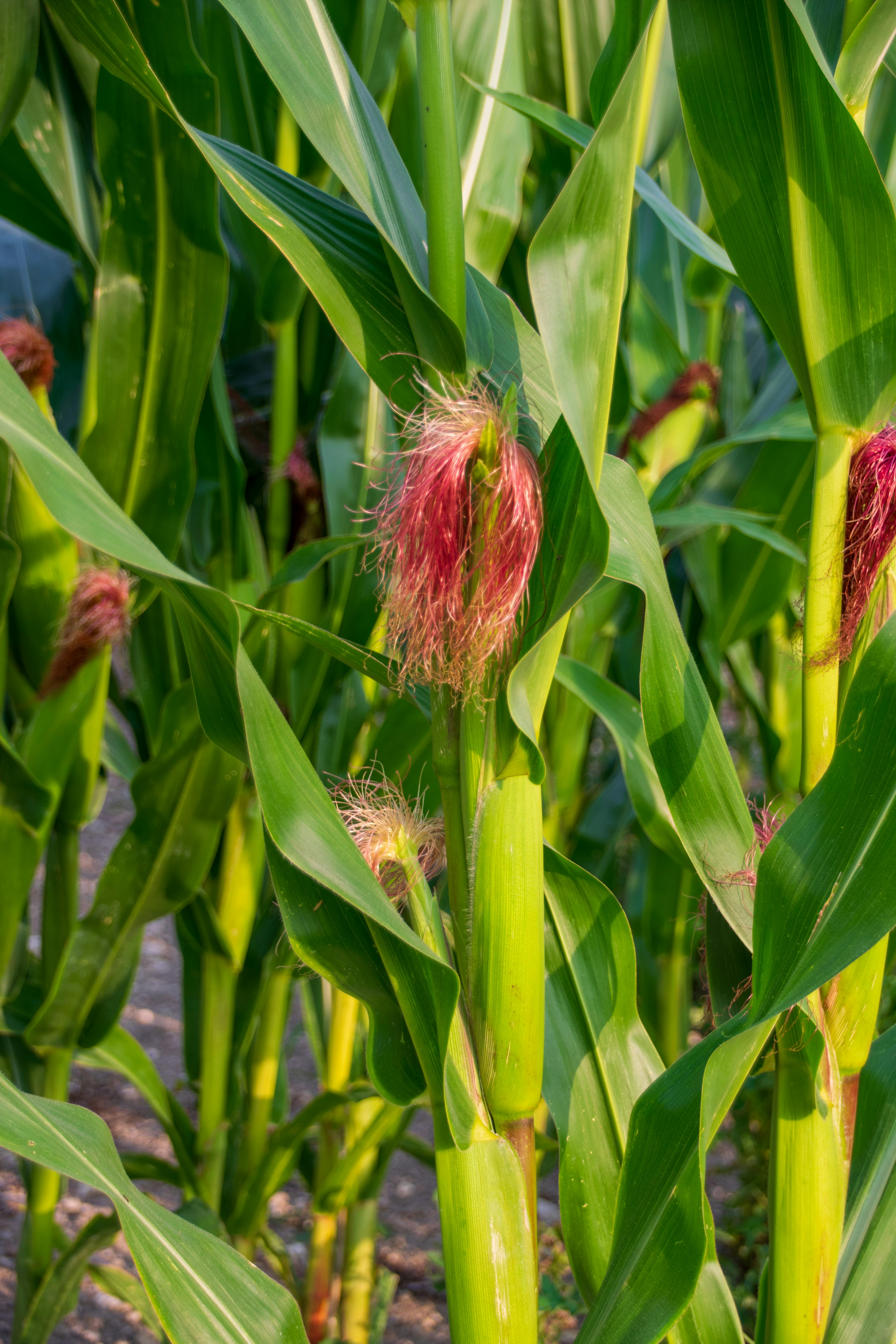 Pearl Millet Field · Free Stock Photo