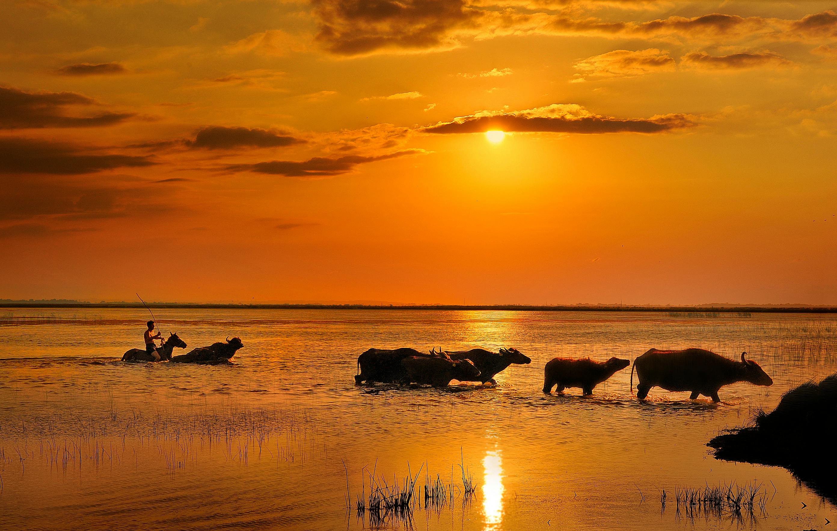 Photo of Carabaos on Water · Free Stock Photo