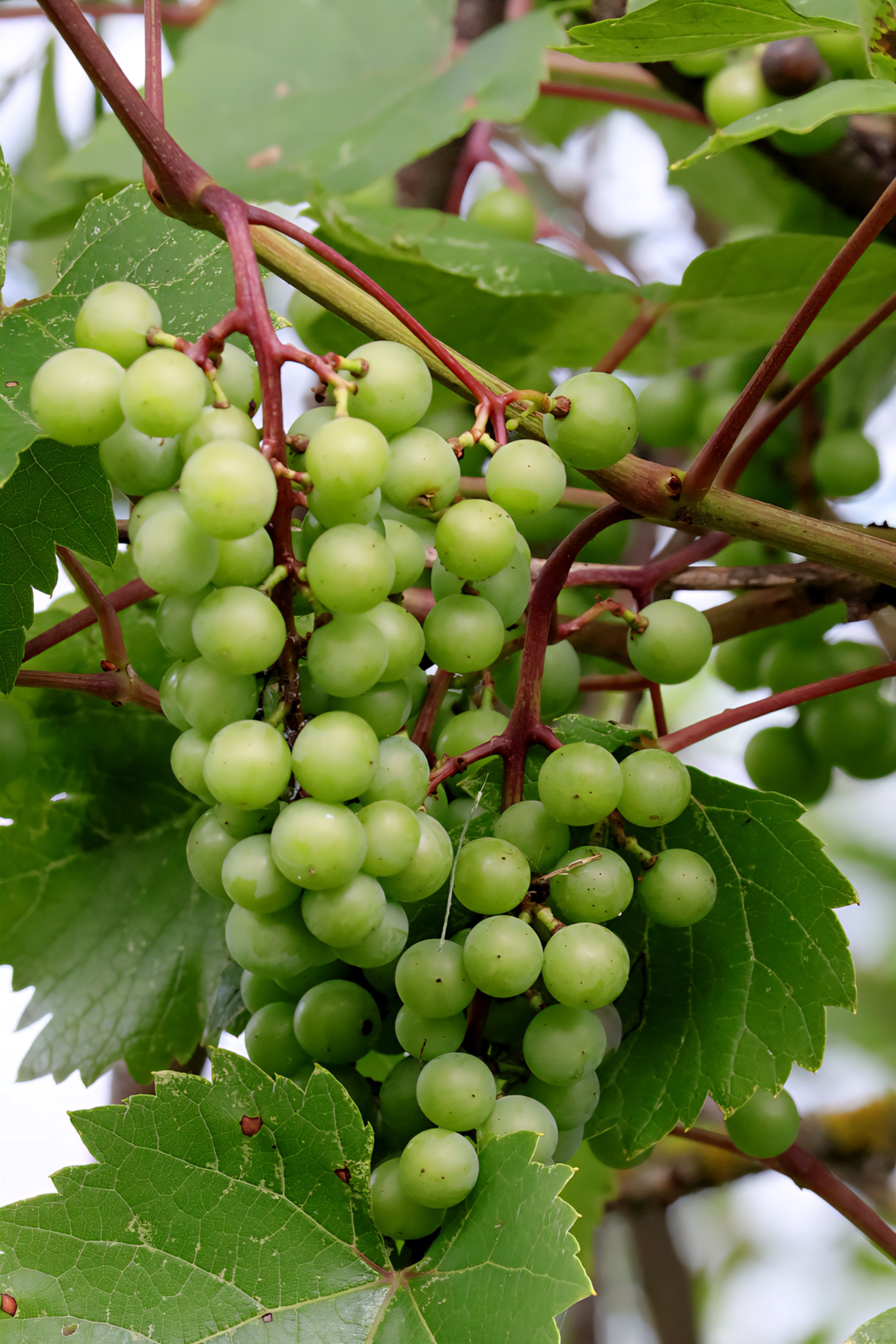 Yellow Round Cluster Fruit Close Up Photography · Free Stock Photo