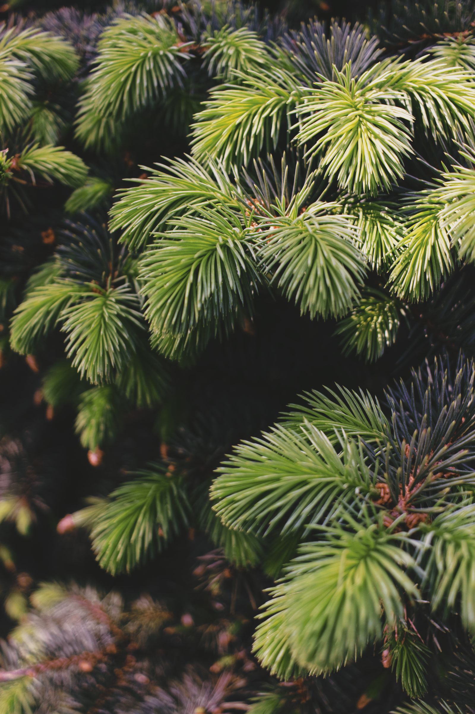 Fir Tree Photos, Download The BEST Free Fir Tree Stock Photos & HD Images