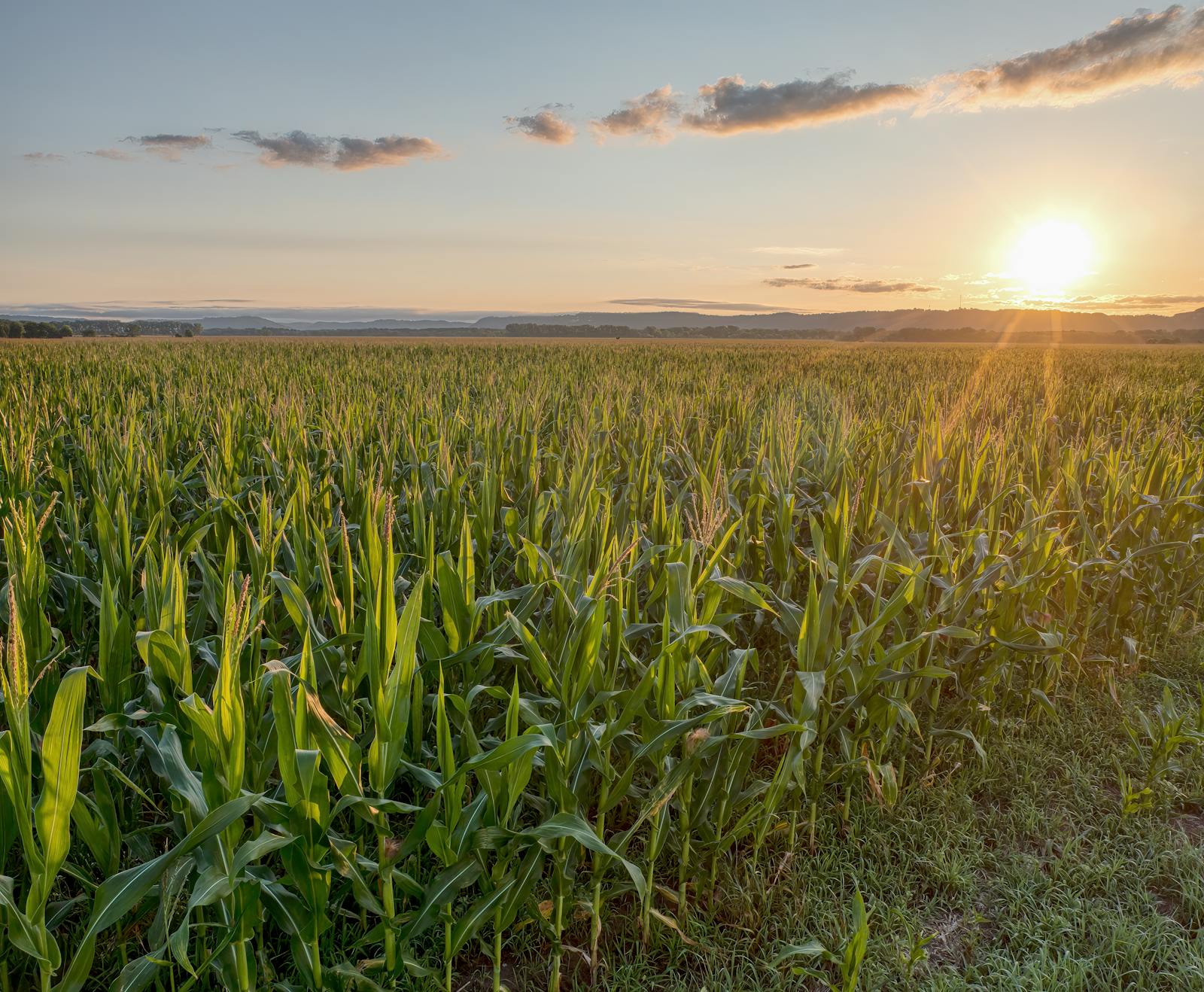 Sunset Over Green Field Of Corn, Iowa, Usa Photos, Download The BEST ...