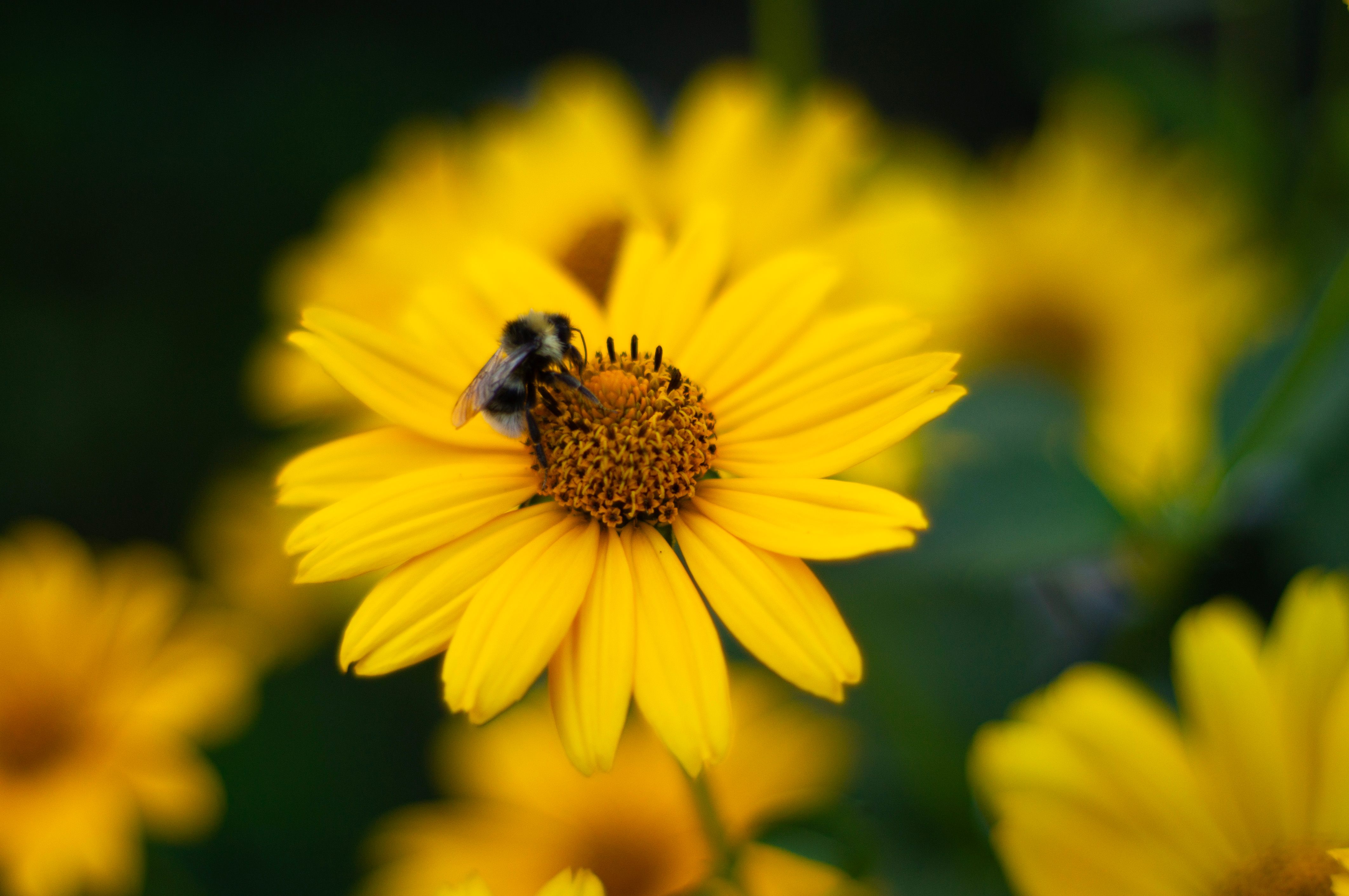 Close-up of Bee on Yellow Flower · Free Stock Photo