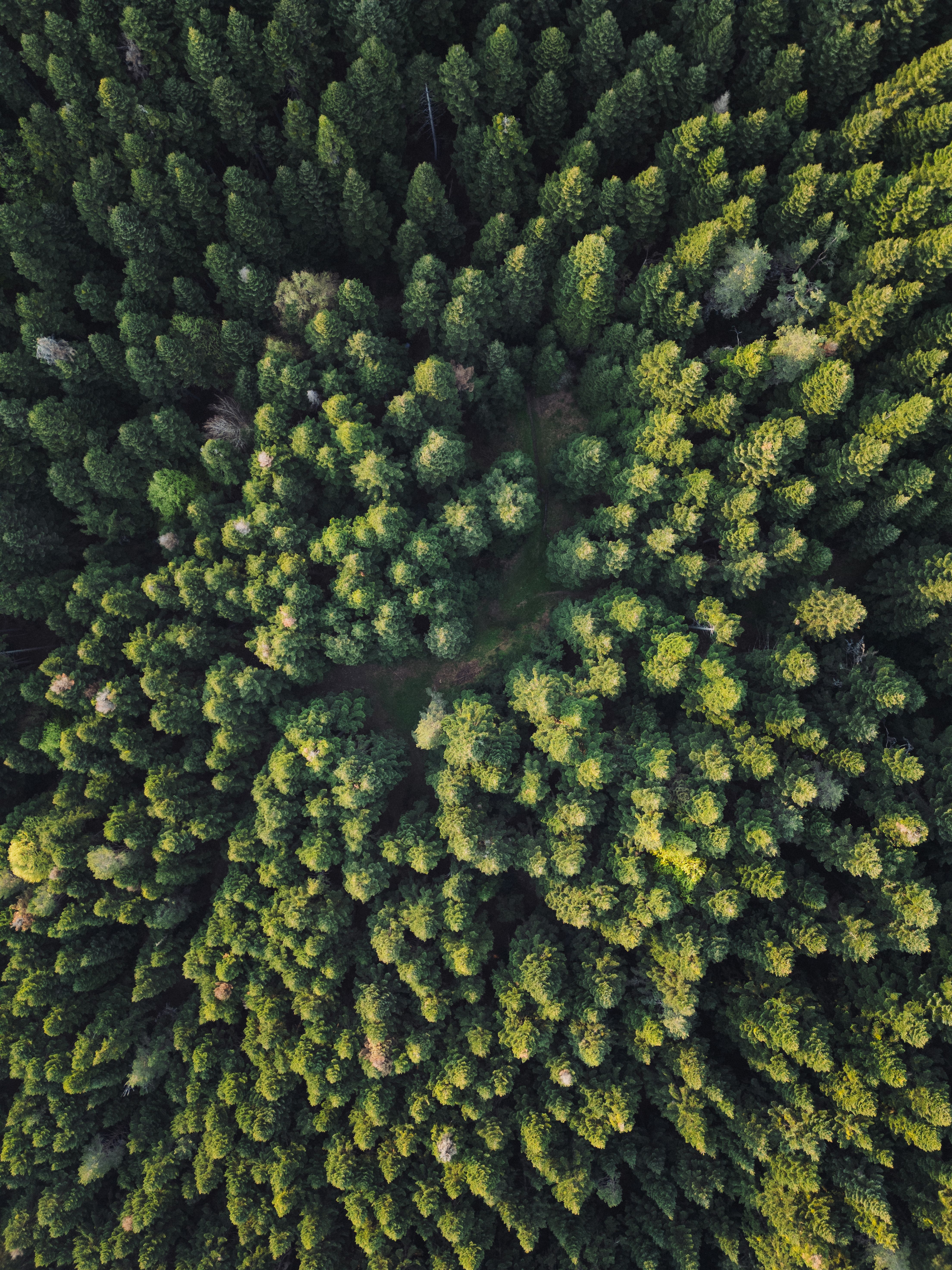 Drone Shot of Trees · Free Stock Photo