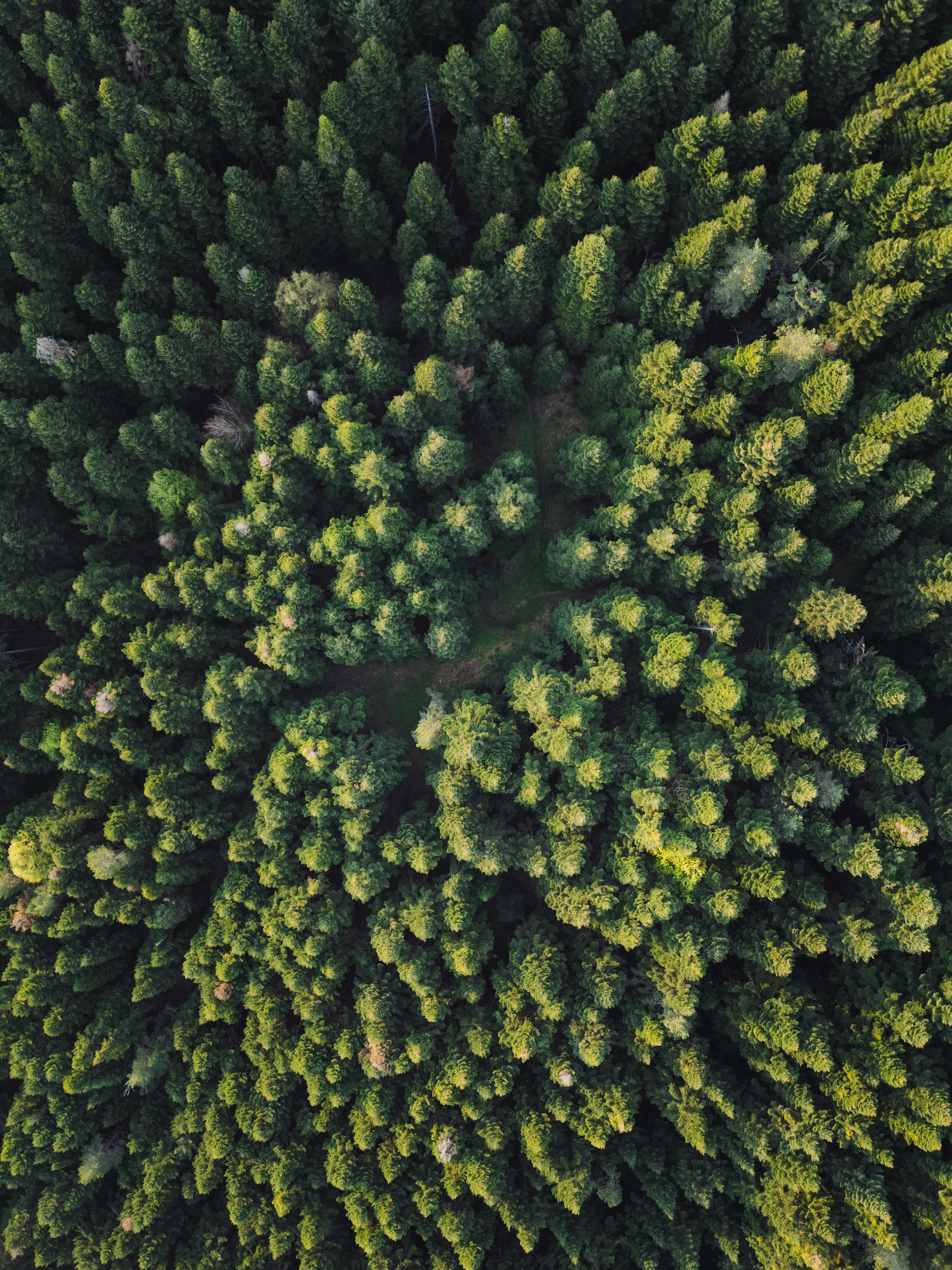 Aerial View of Trees in the Forest · Free Stock Photo