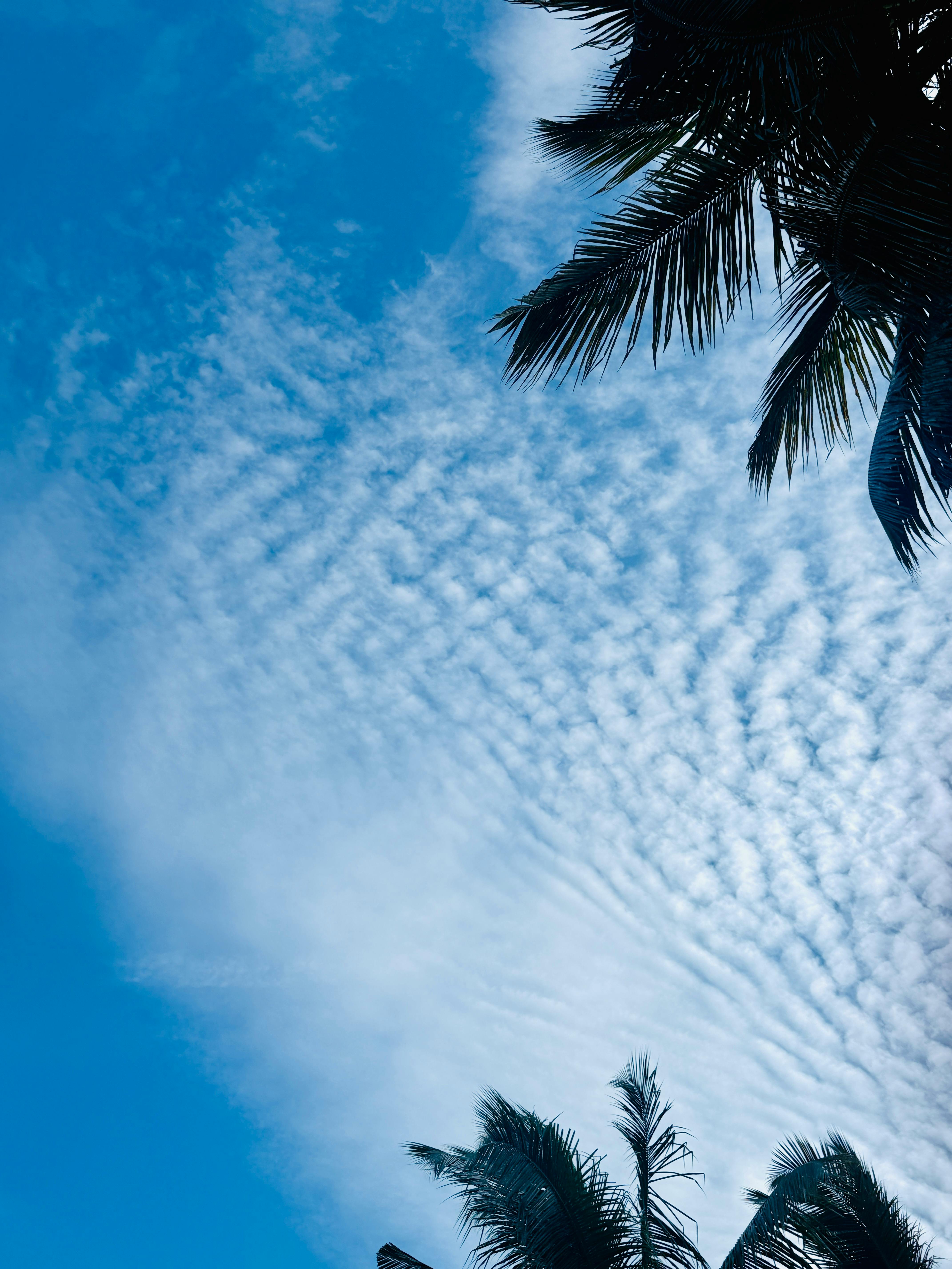 Max From Grinch Photos, Download The BEST Free Max From Grinch Stock ...