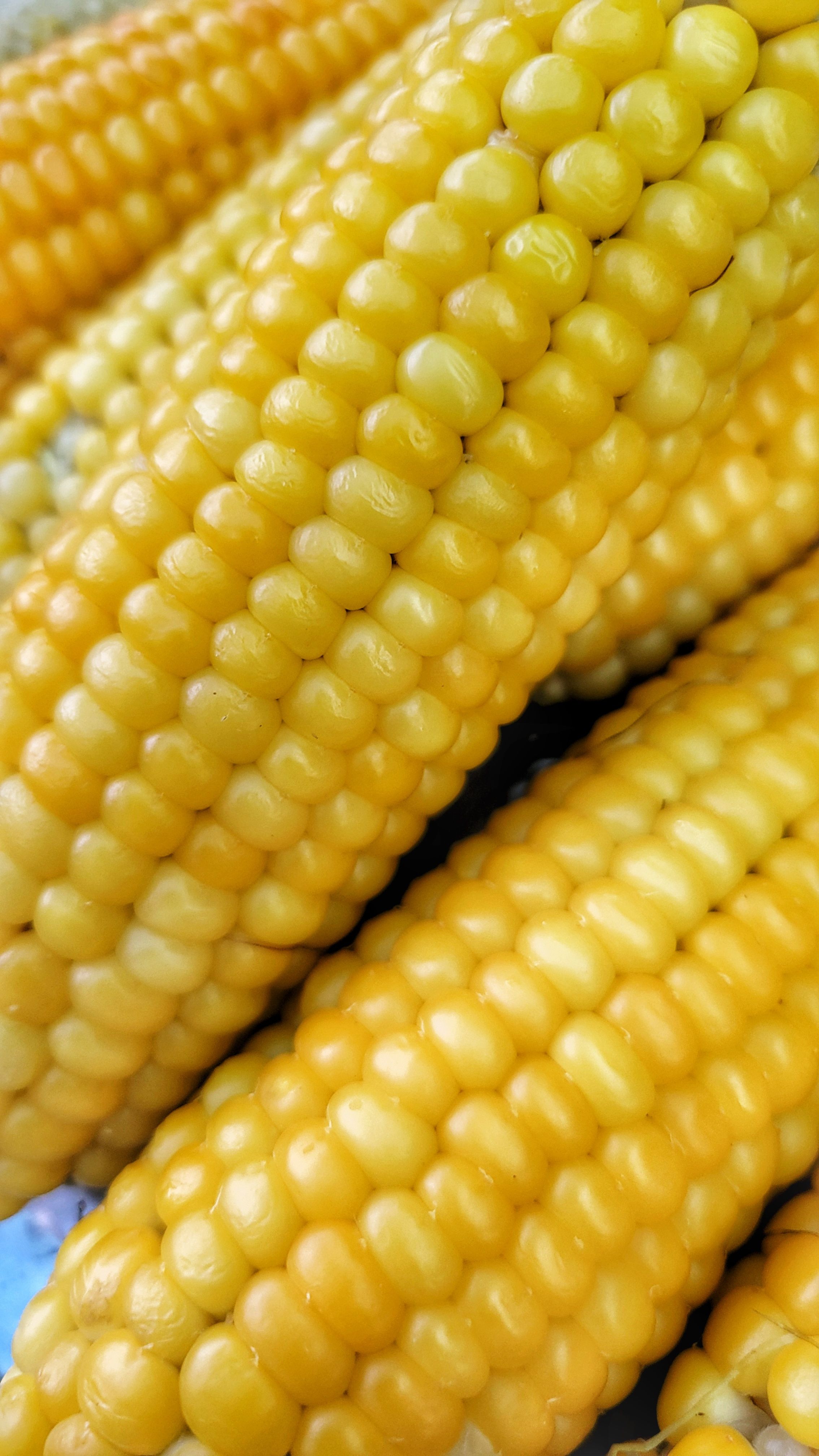 Close-up of Freshly Cooked Sweet Corn Cobs · Free Stock Photo