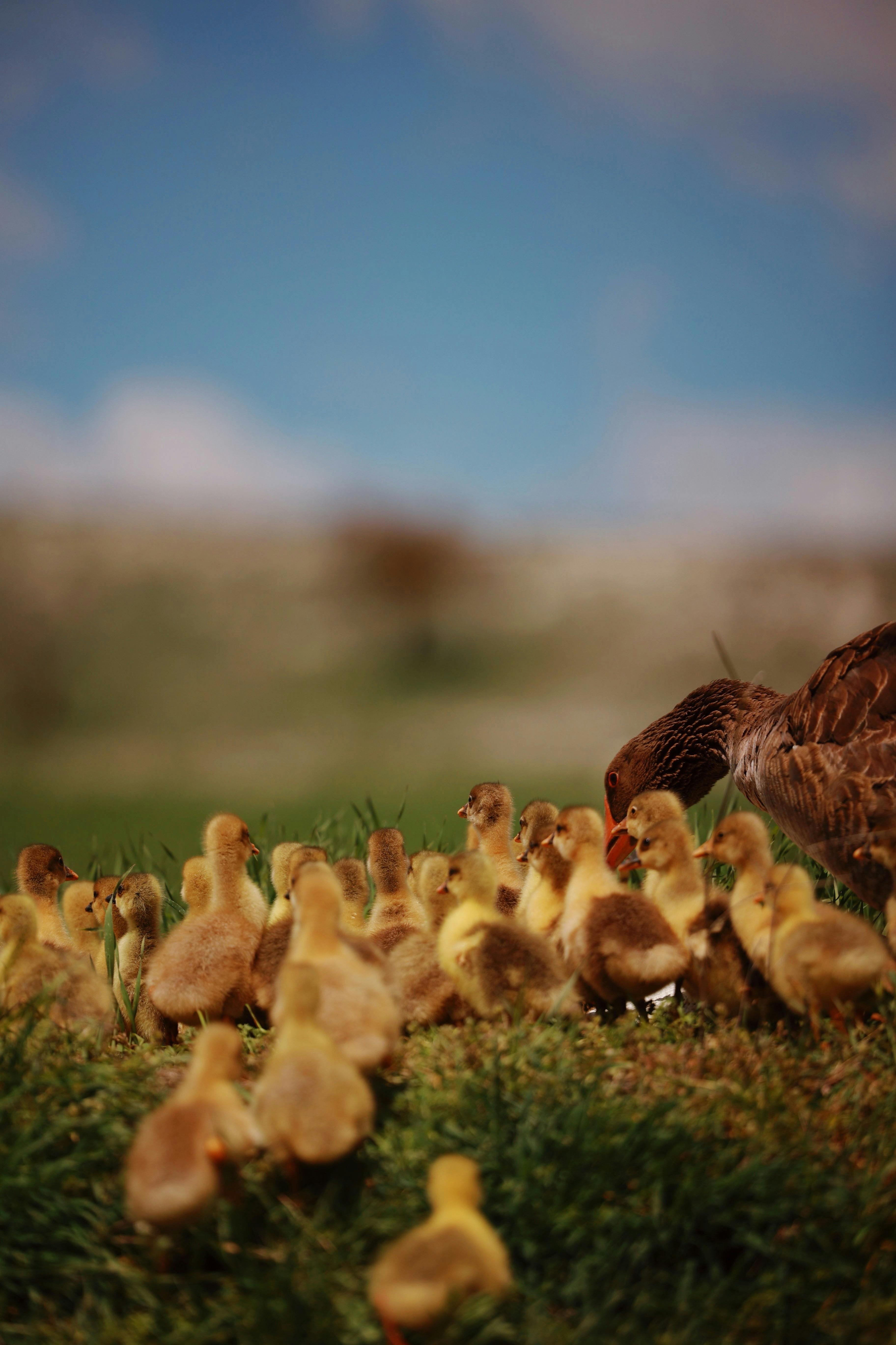 Flock of Baby Geese in Turkish Countryside · Free Stock Photo