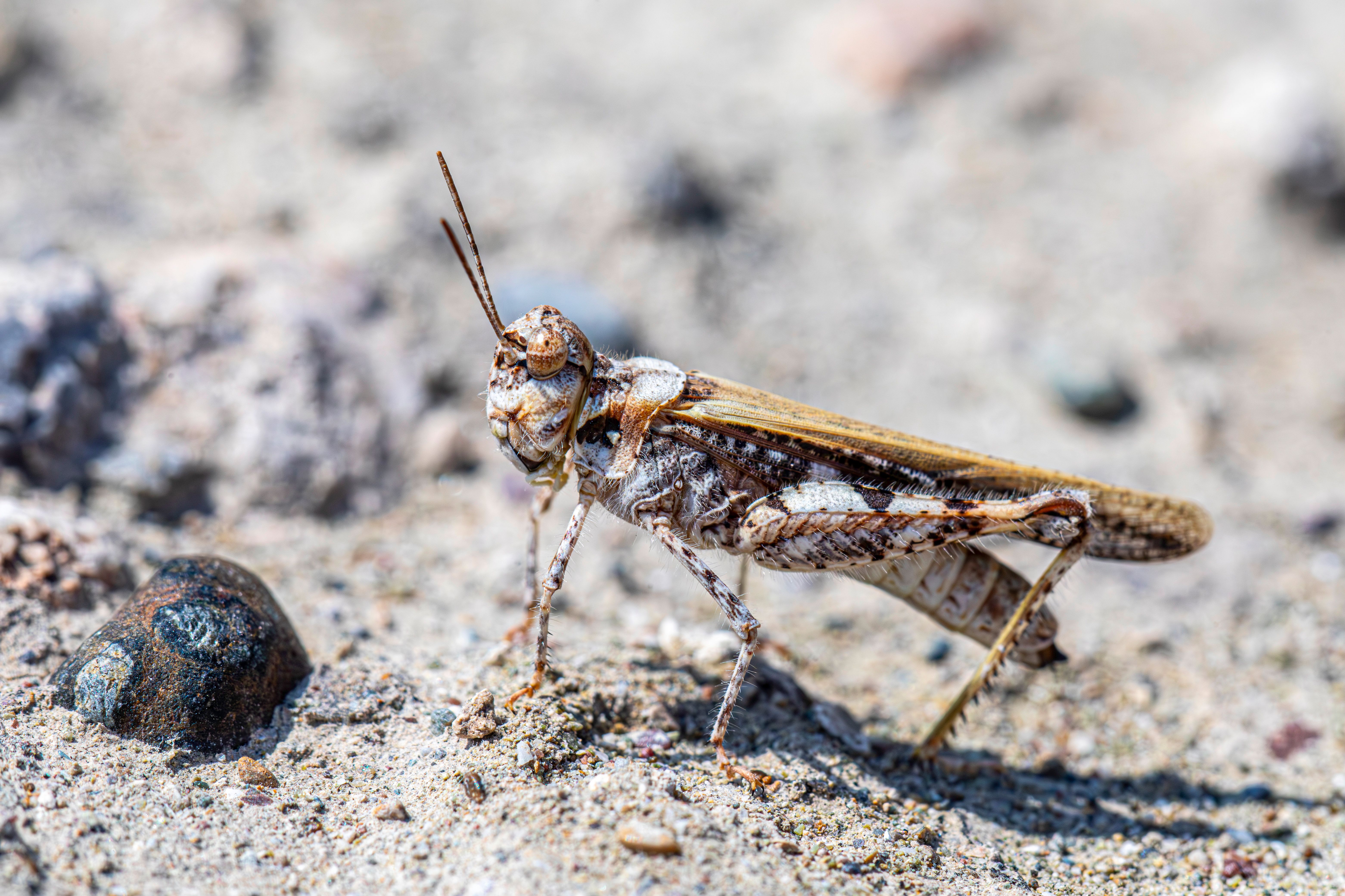 Beach Insect Photos, Download The BEST Free Beach Insect Stock Photos ...