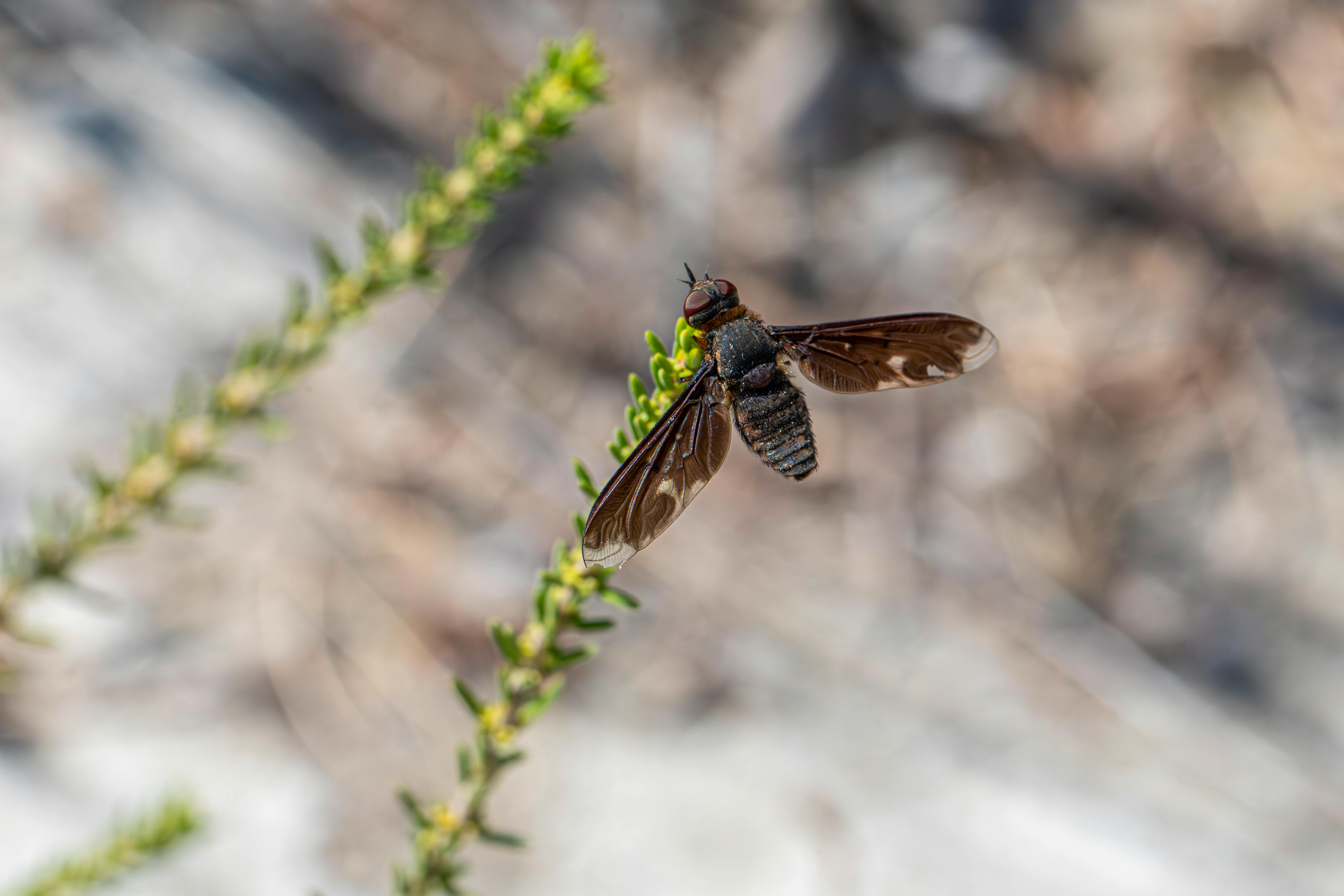 Close-Up of Anthrax Anthrax Fly on Plant · Free Stock Photo