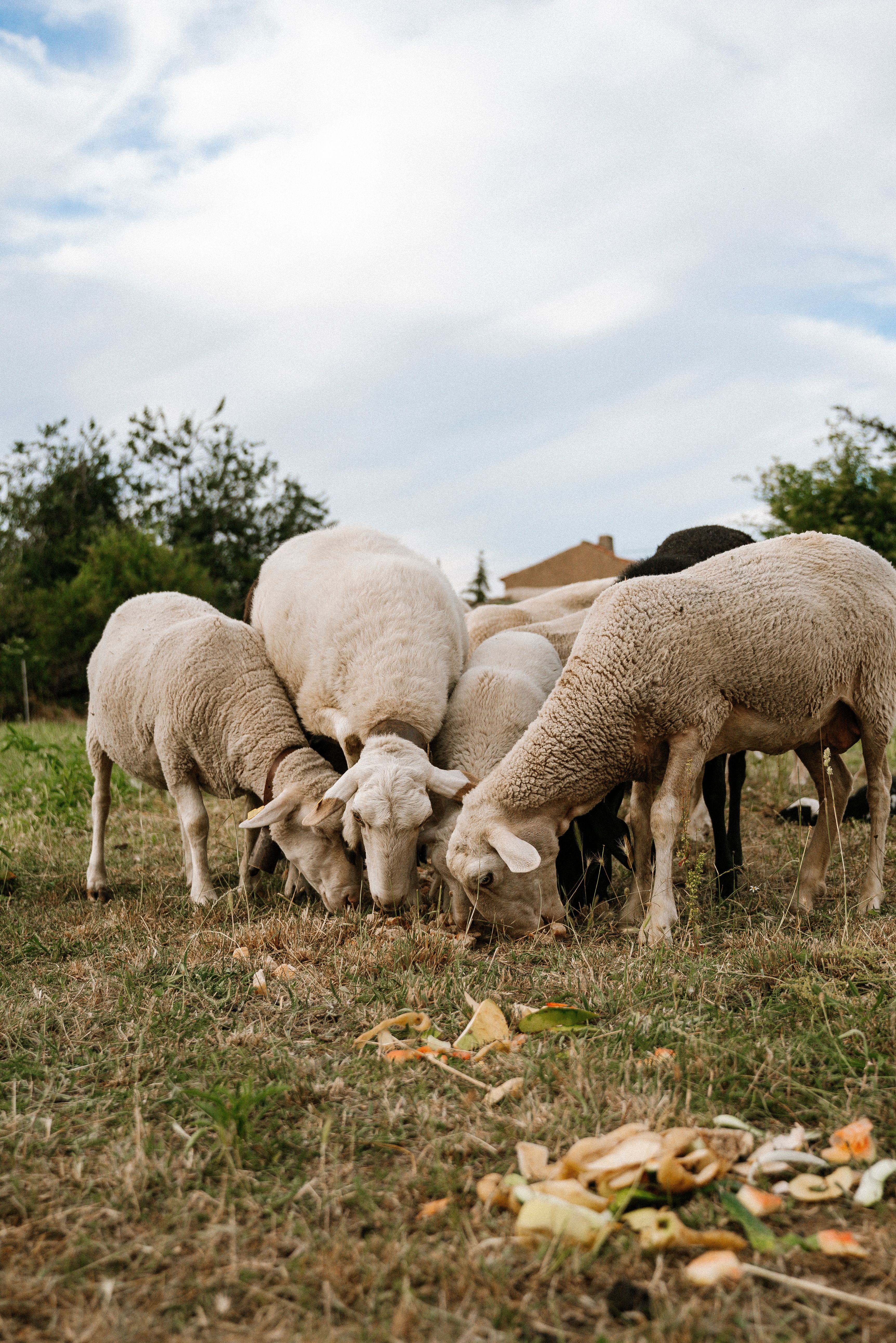 Flock of Sheep Grazing in a Spanish Pasture · Free Stock Photo
