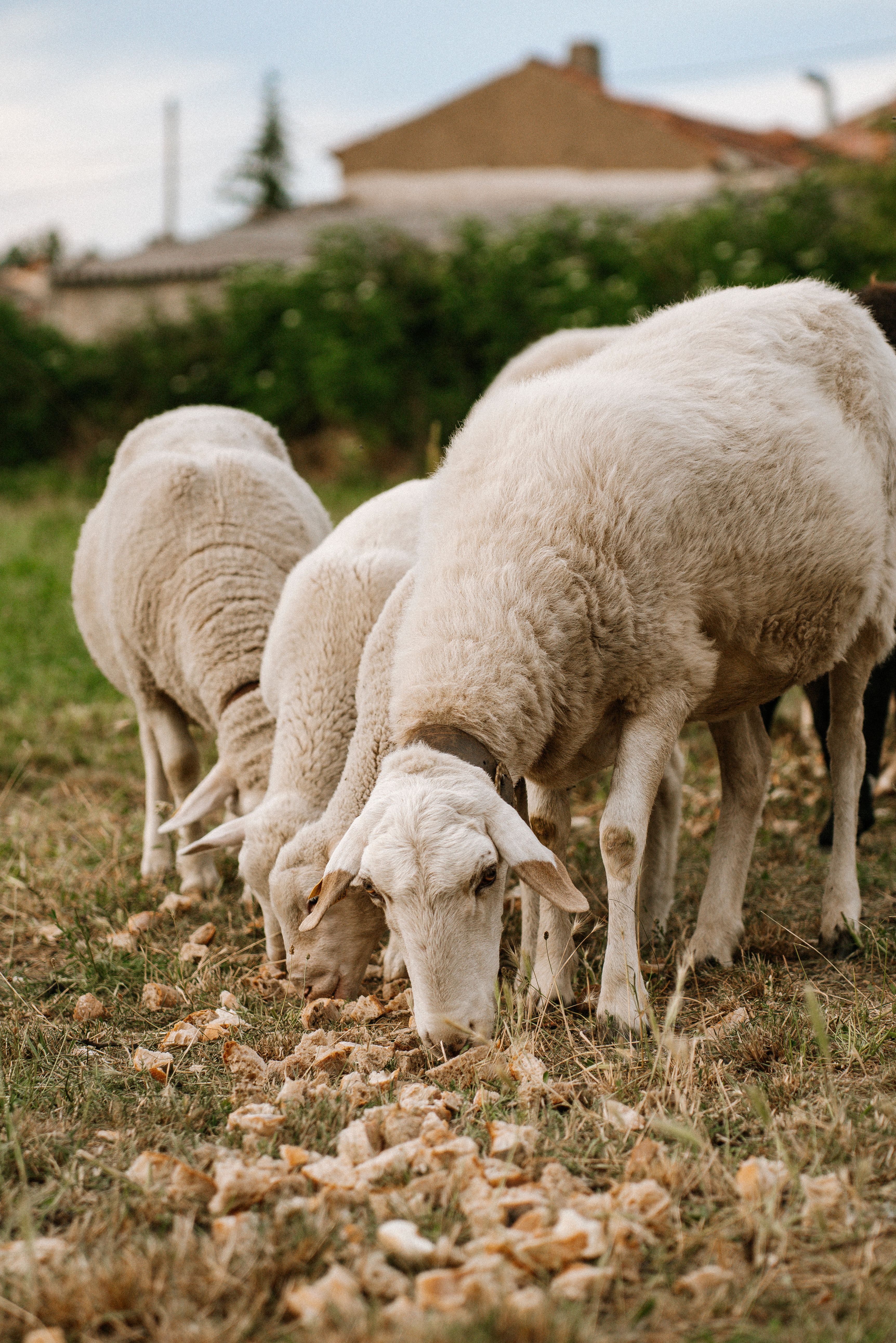 Close-up of White Sheep Grazing in Spanish Countryside · Free Stock Photo