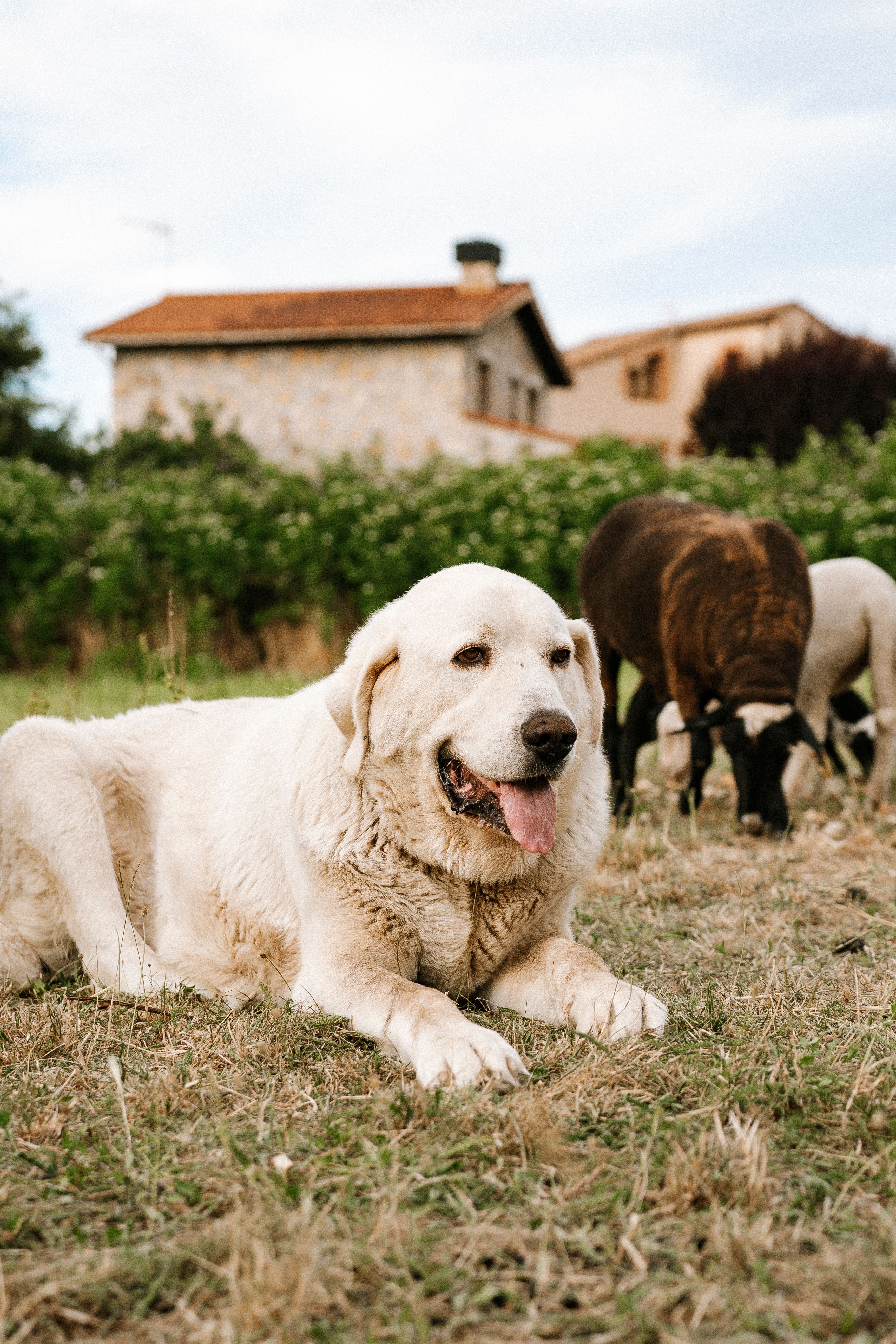 Guard Dog with Sheep in Spanish Countryside · Free Stock Photo
