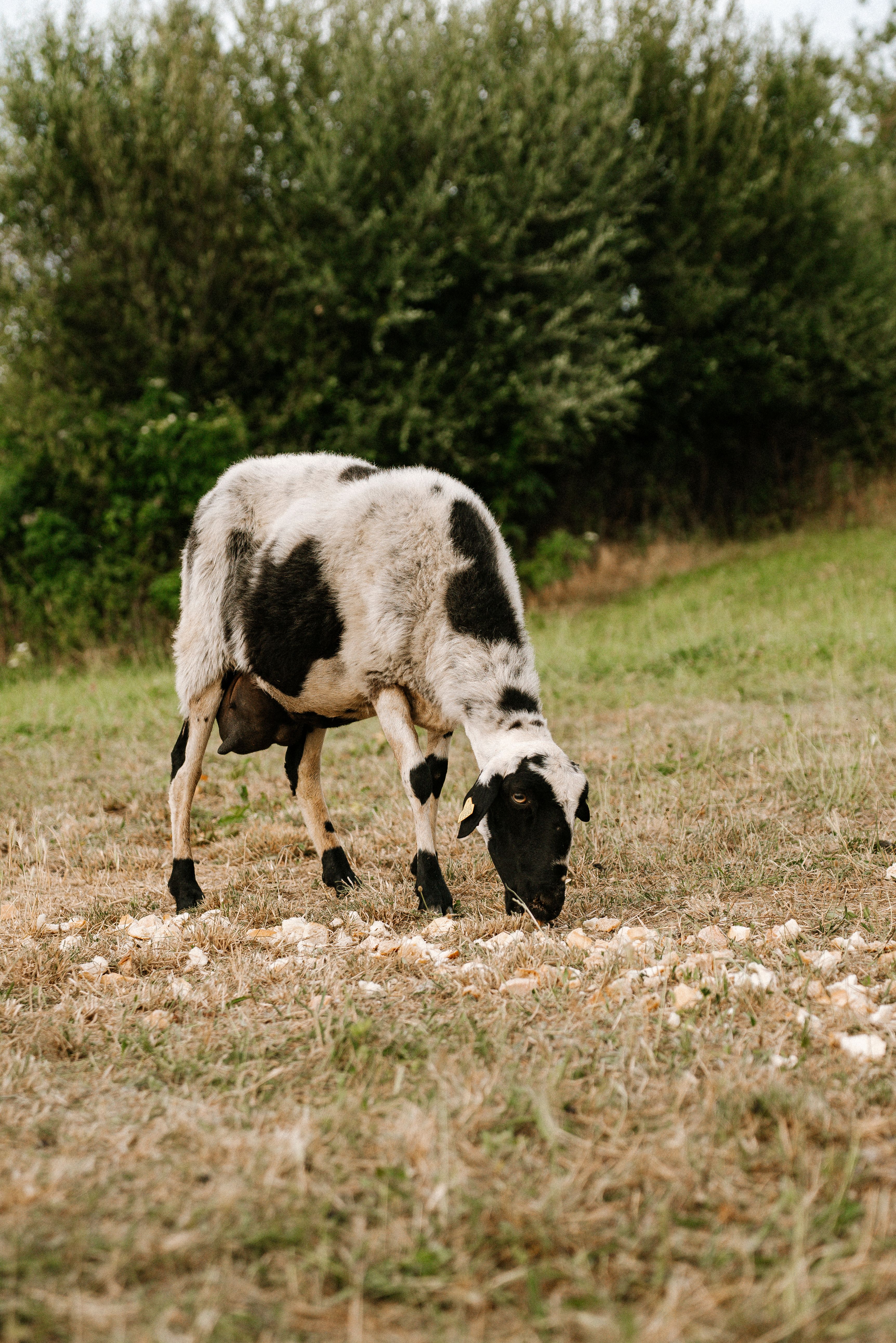 Grazing Sheep in a Spanish Meadow · Free Stock Photo