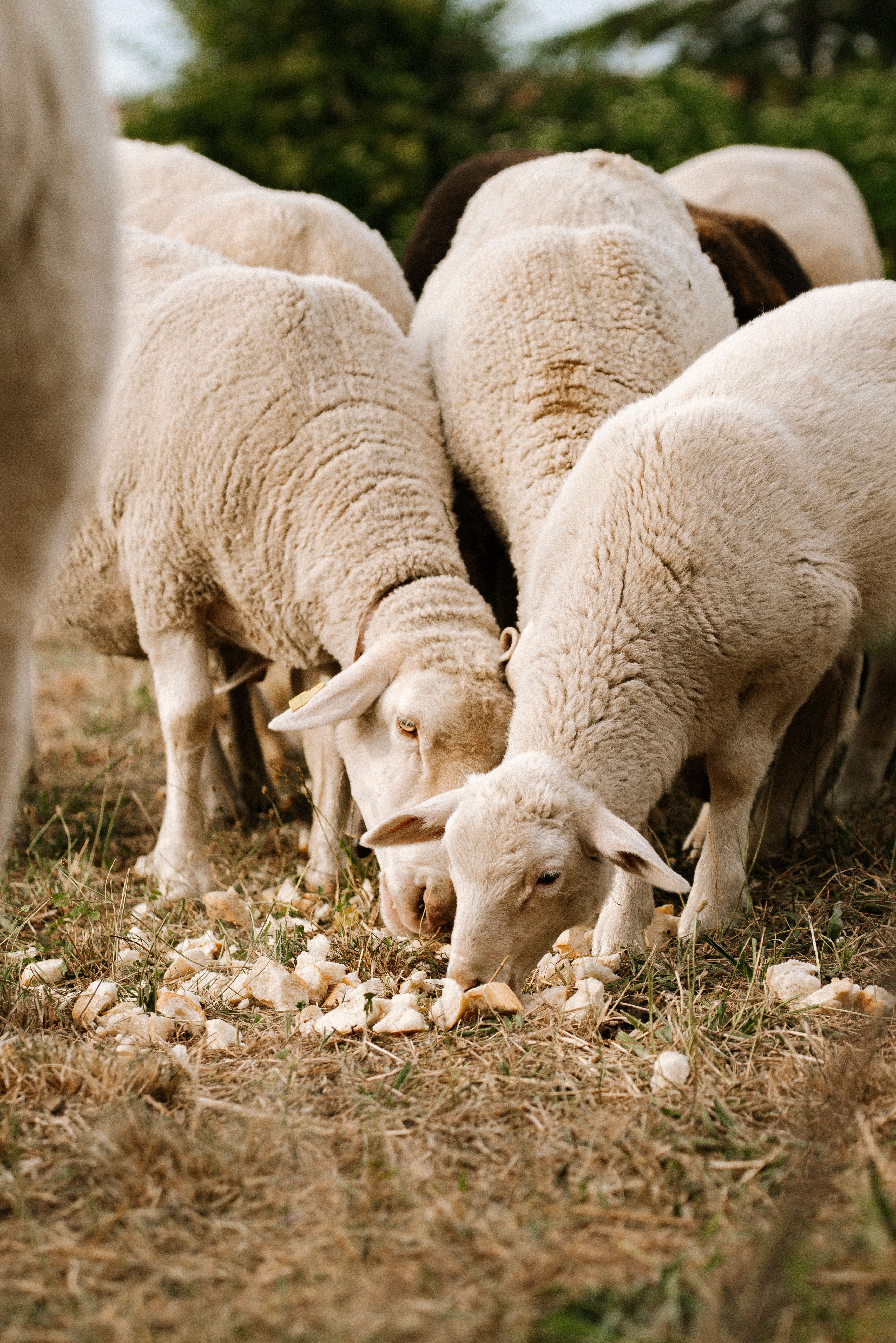 Group of Sheep Grazing in a Spanish Field · Free Stock Photo
