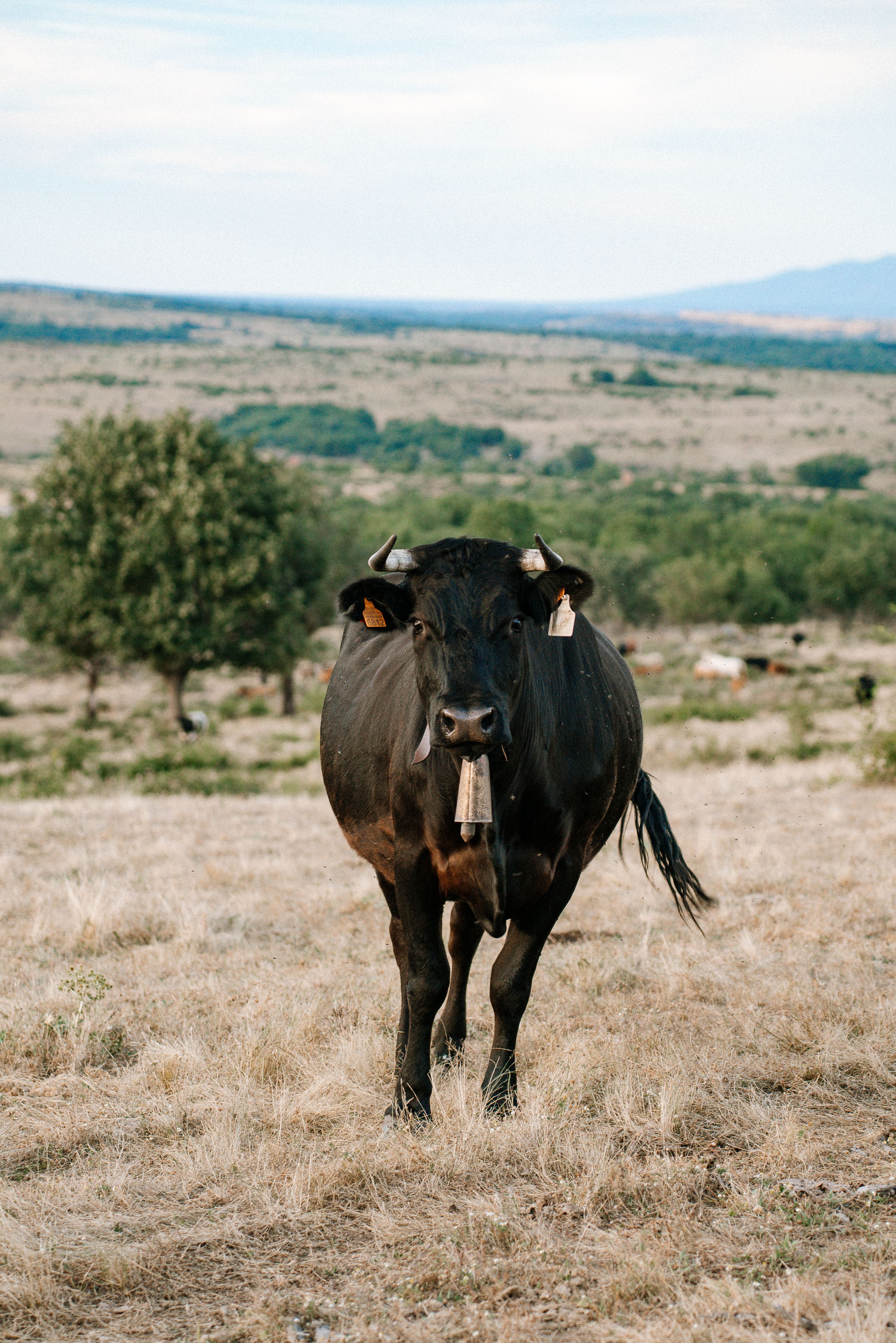 Black Cow Grazing in Spanish Countryside · Free Stock Photo