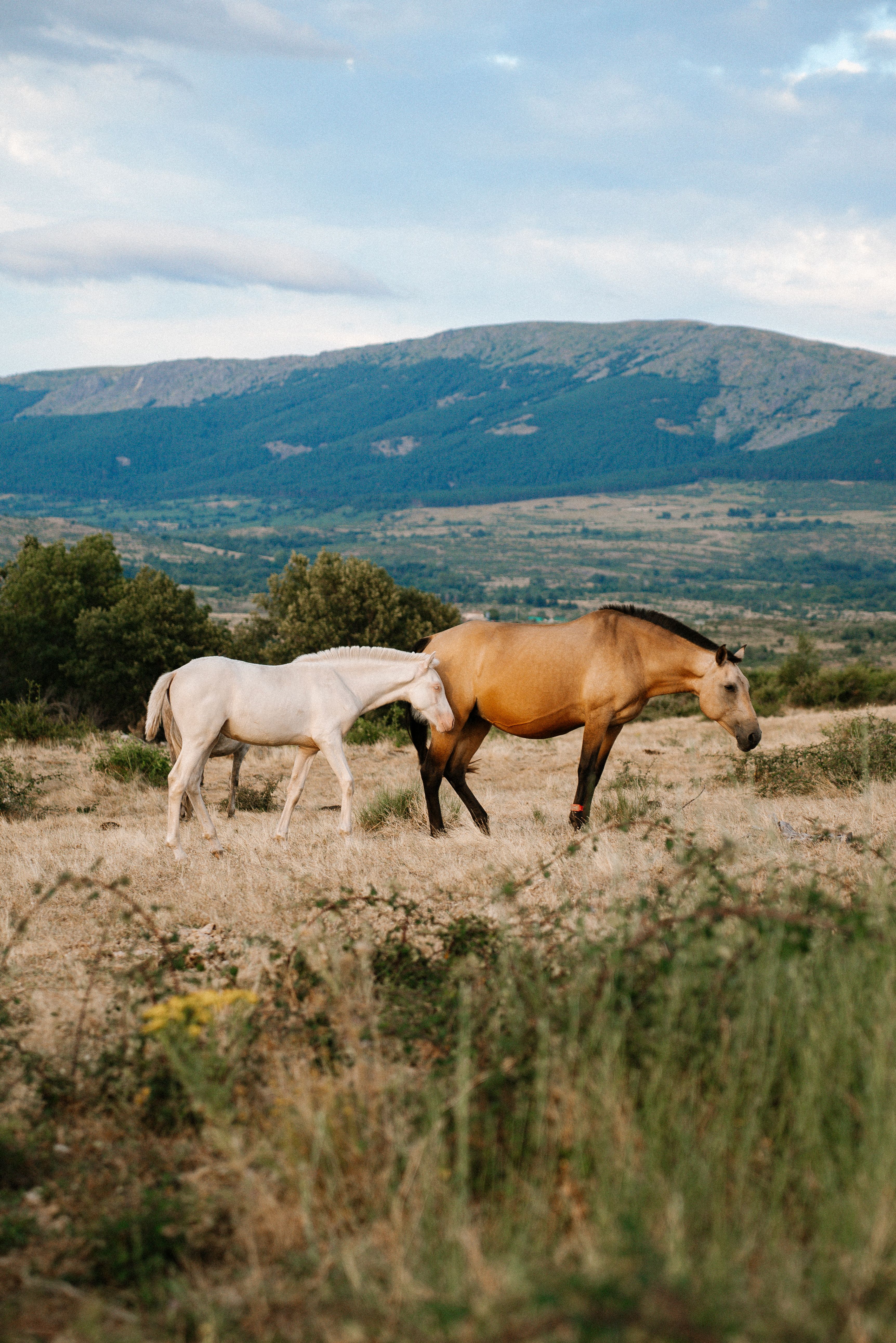 60.000+ Fotos de Animales Gratis · Banco de Imágenes Gratis · Pexels